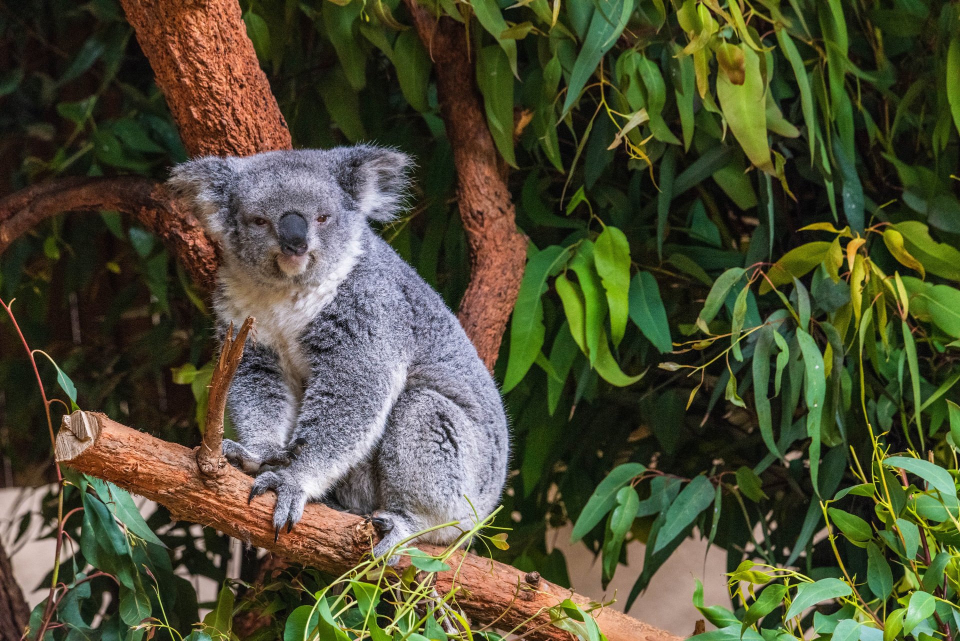 Download Animal Koala HD Wallpaper