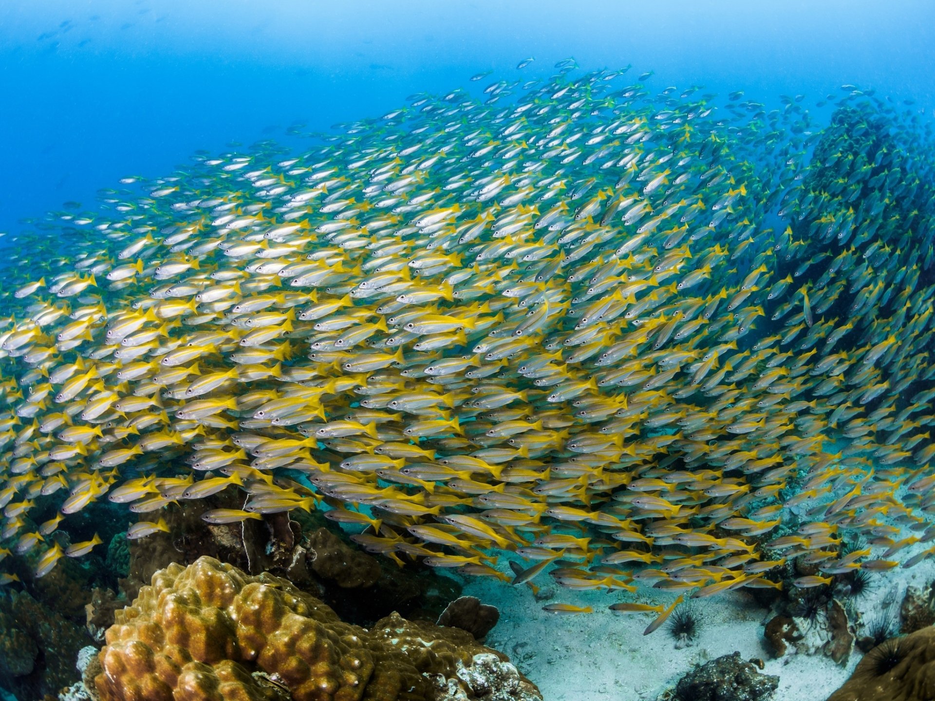 Download Sea Life Underwater Animal Fish HD Wallpaper | 2048x1536 ...