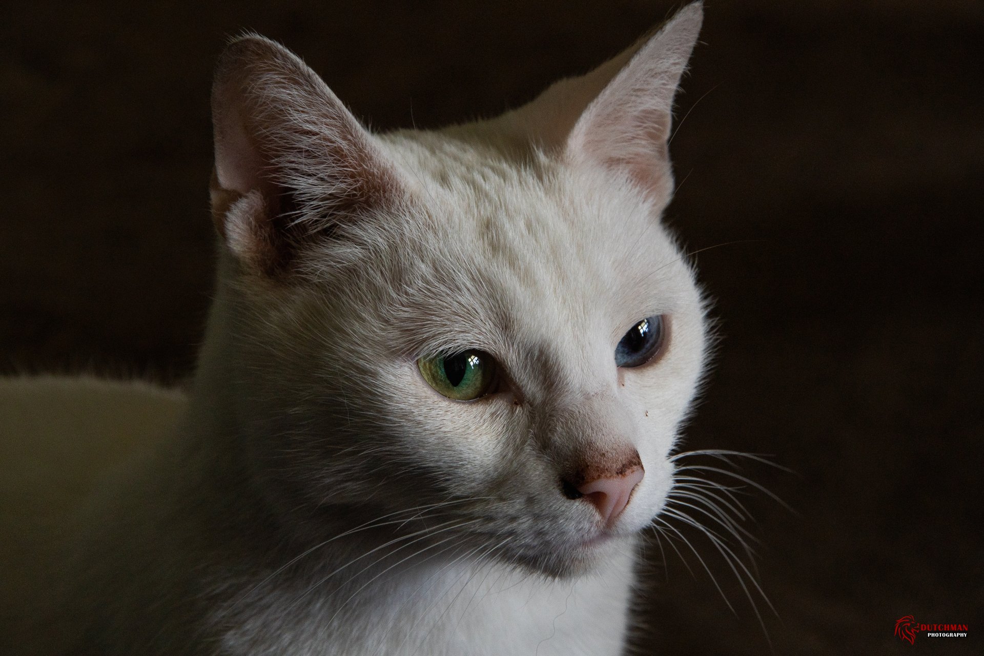 Cat With Two-Colored Eyes by CrashingDutchman