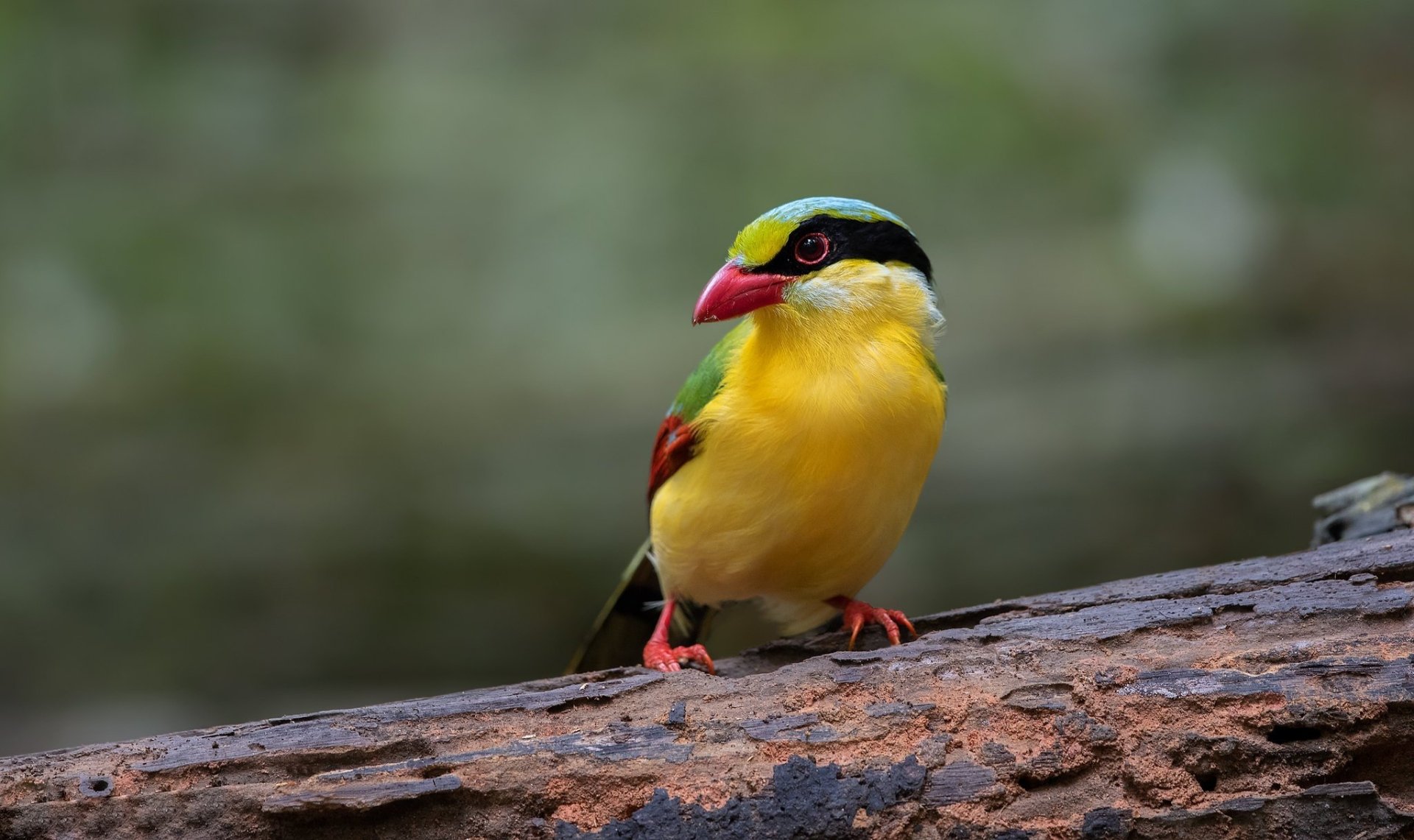 Download Animal Magpie HD Wallpaper