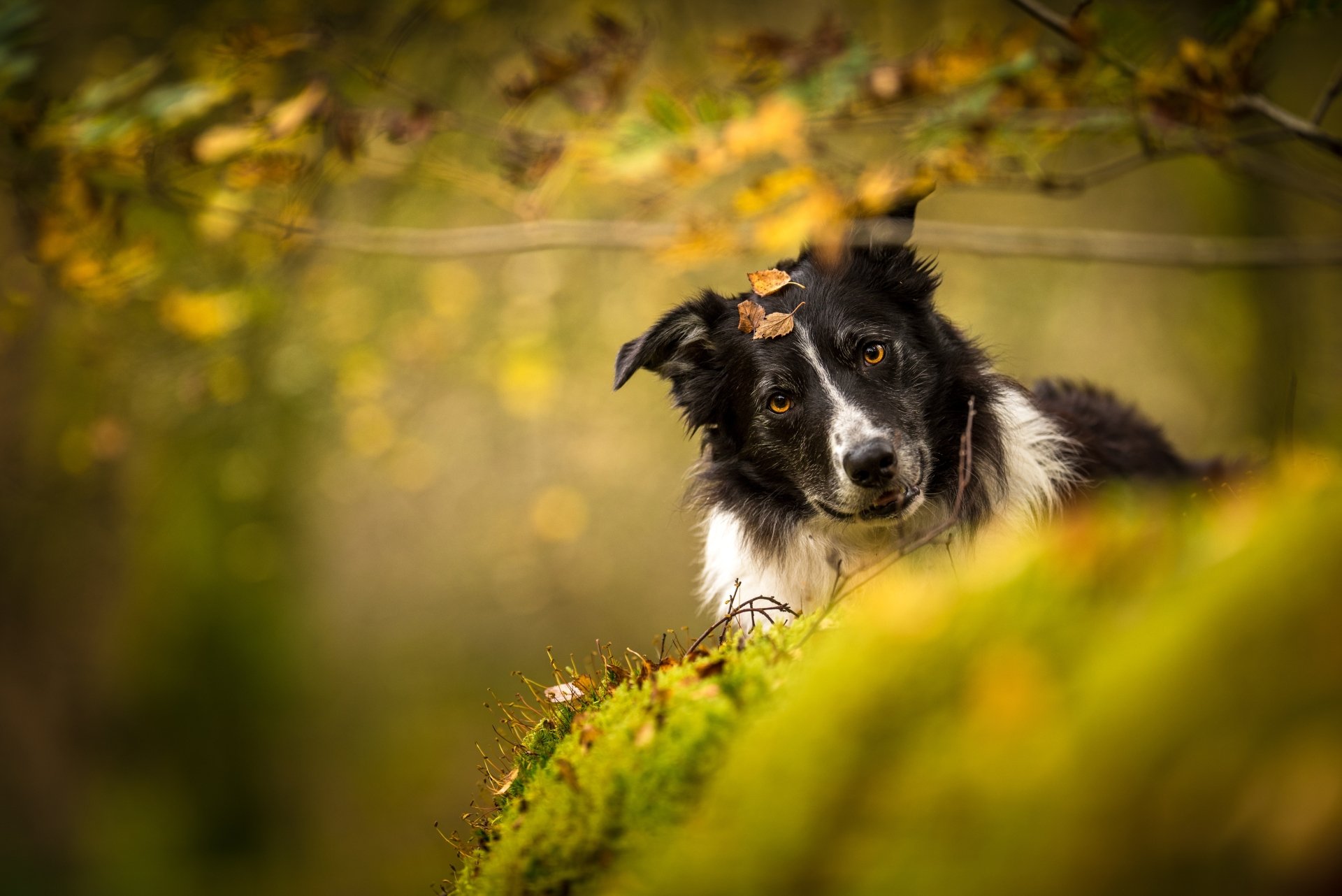 Download Dog Animal Border Collie 4k Ultra HD Wallpaper