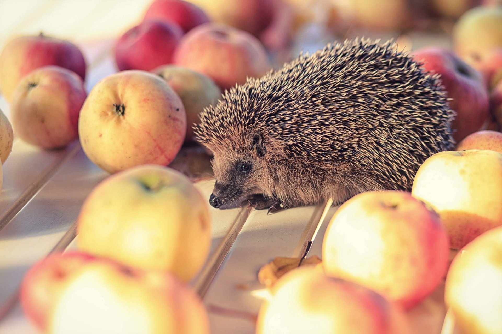 Download Apple Animal Hedgehog HD Wallpaper