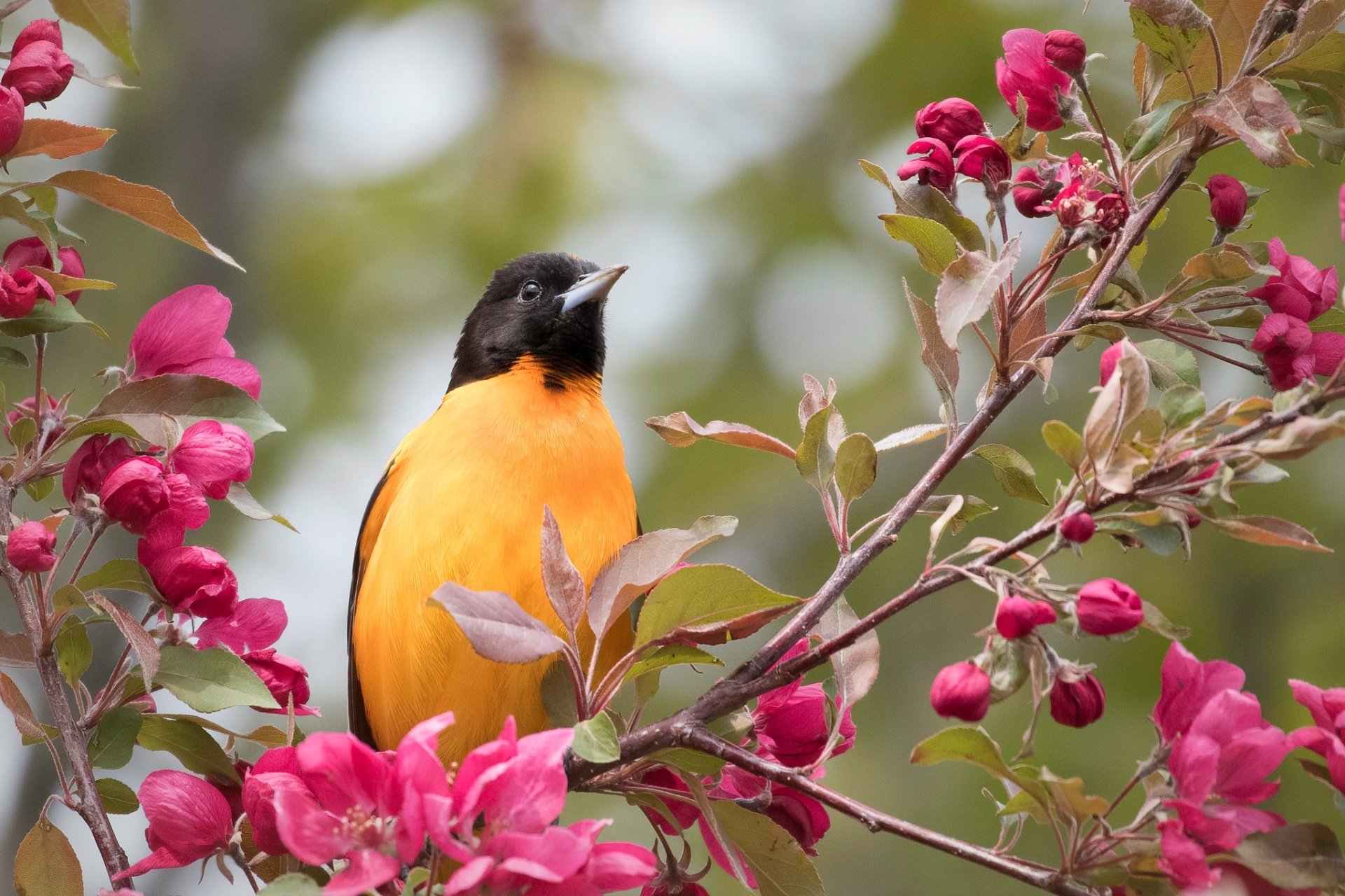 Download Baltimore Oriole Animal Oriole HD Wallpaper