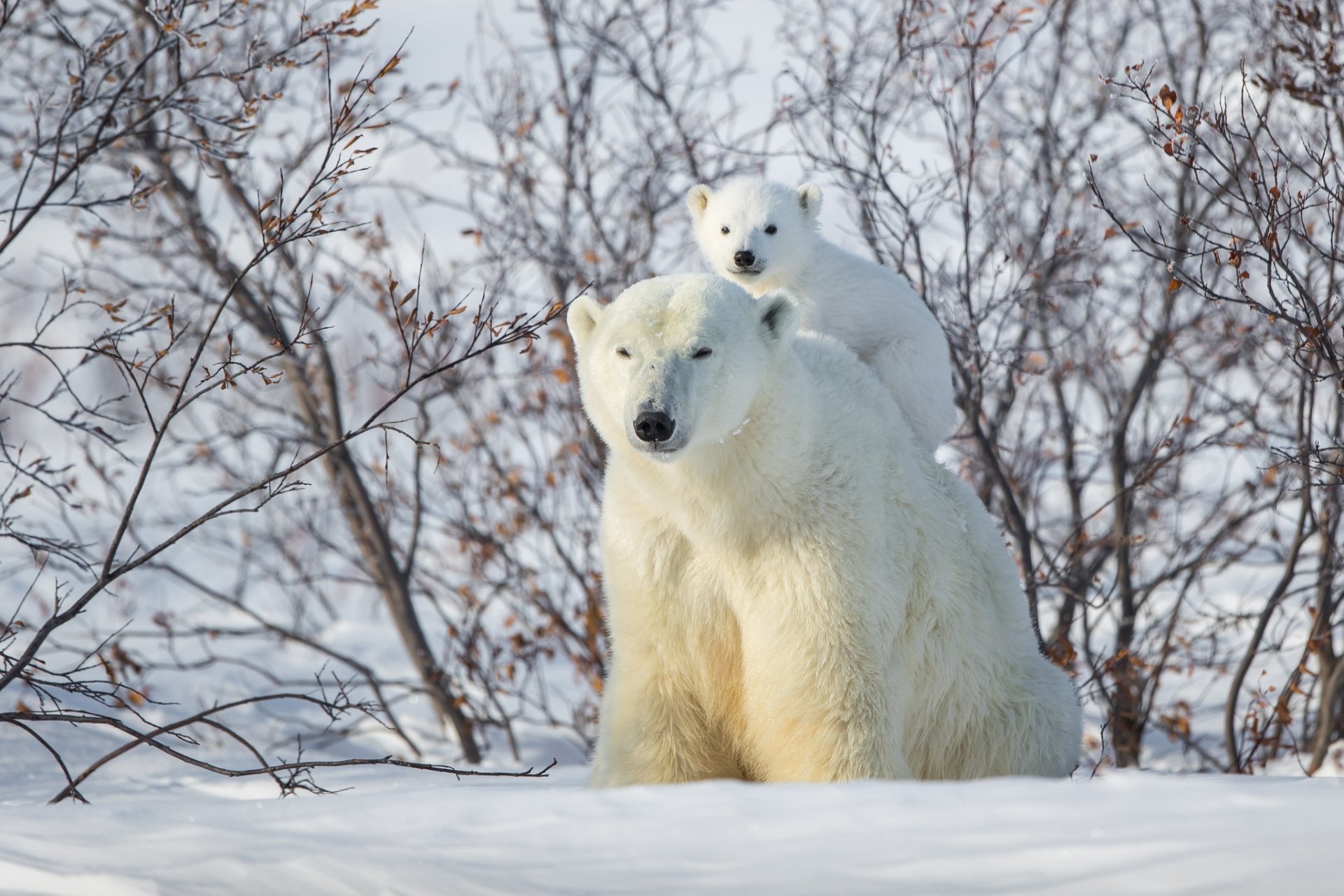 Arctic Snuggle: HD Polar Bear Cub and Mom in Snowy Wilderness ...