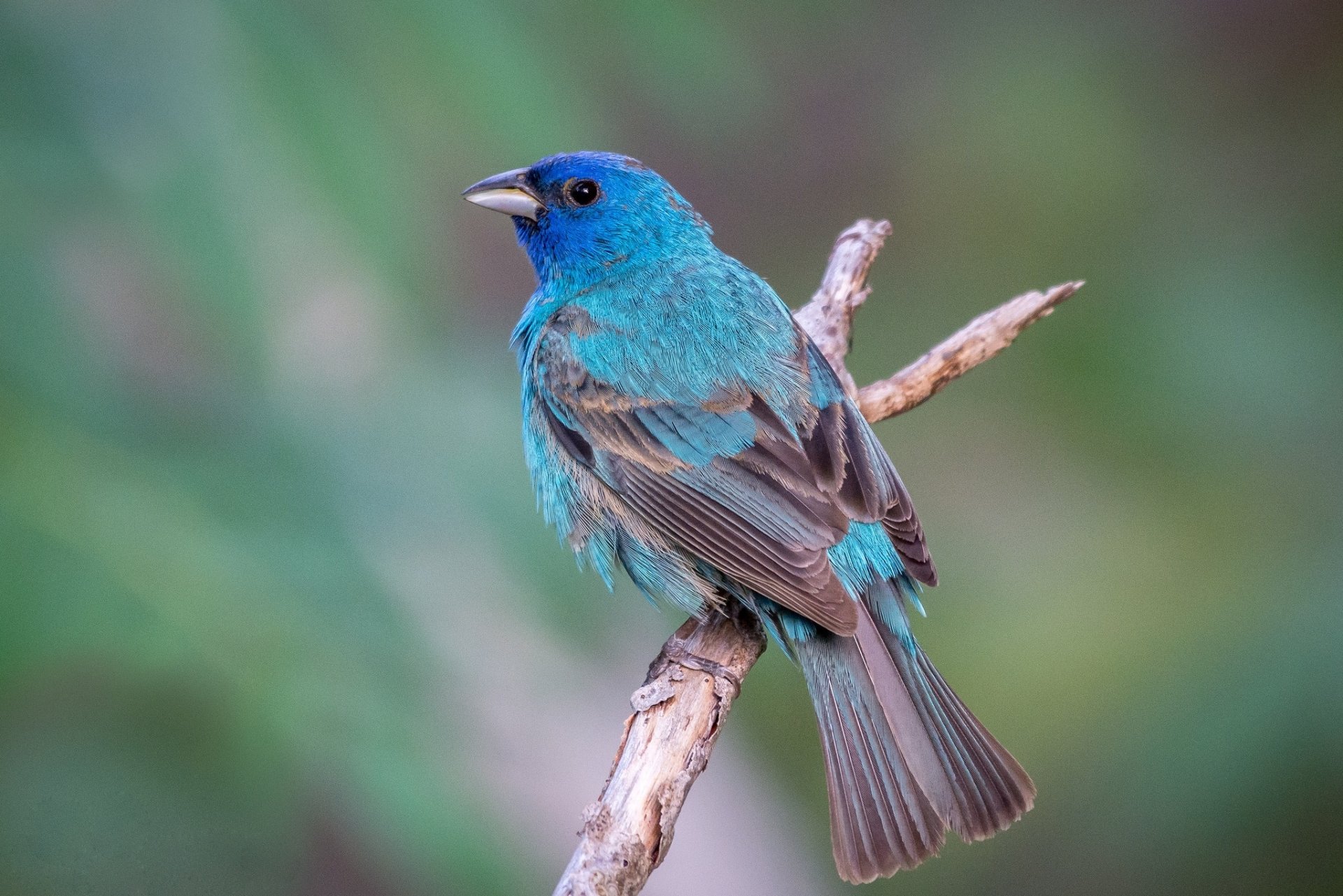 Download Animal Indigo Bunting HD Wallpaper