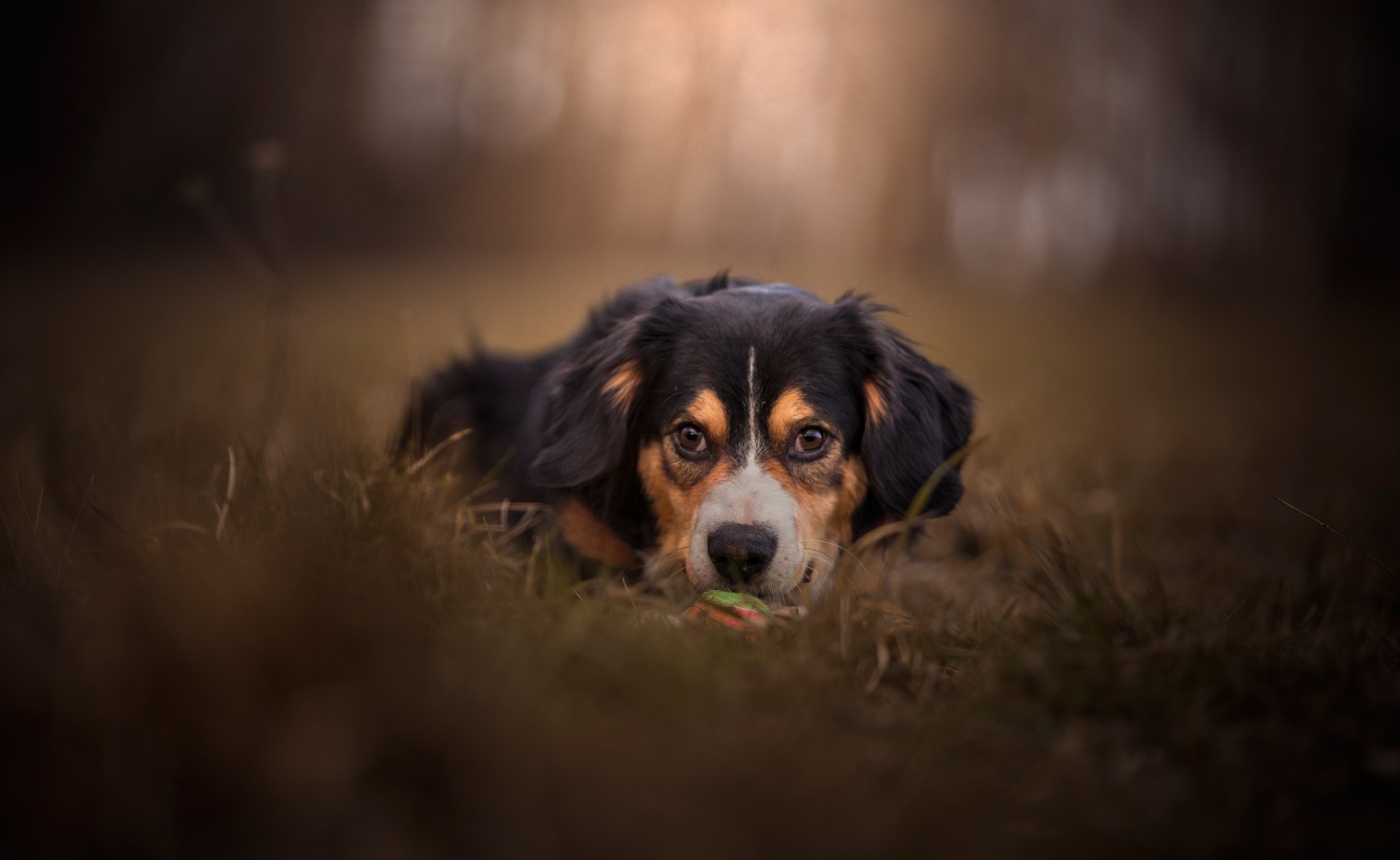 Download Baby Animal Dog Animal Puppy 4k Ultra HD Wallpaper