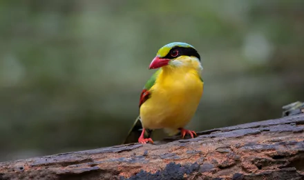 Magpie - Desktop Wallpapers, Phone Wallpaper, PFP, Gifs, and More!