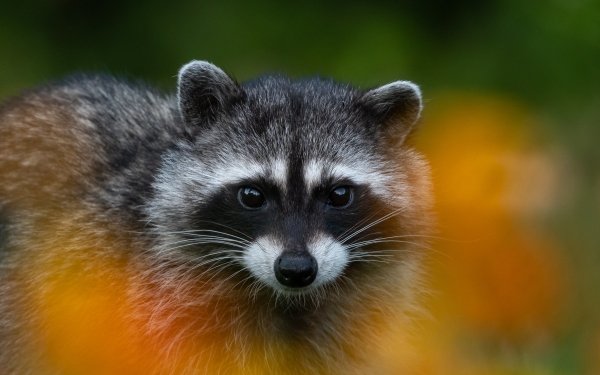 Raccoon HD Wallpaper | Background Image | 2048x1536 | ID:366820 ...