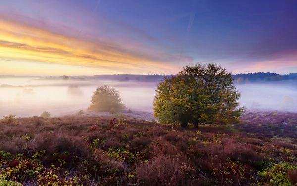 [50+] Heather Wallpapers