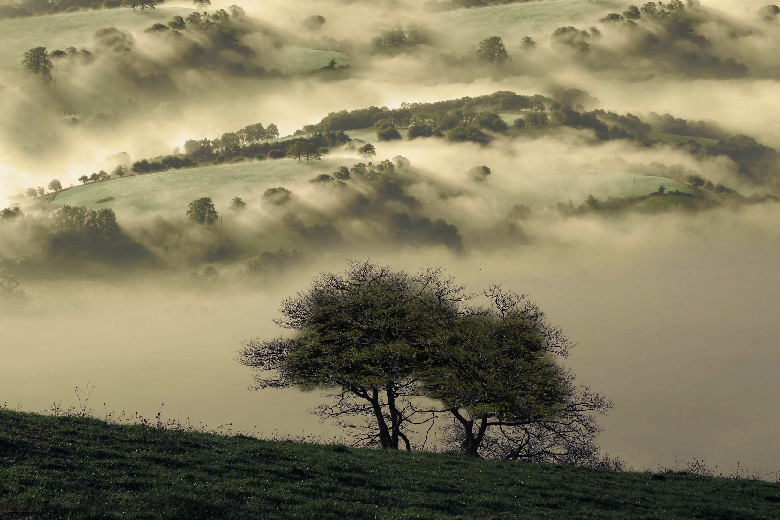 Download Nature Tree Fog HD Wallpaper
