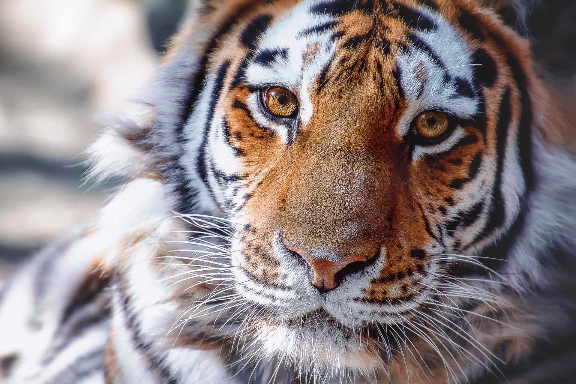 Download Stare Animal Tiger HD Wallpaper