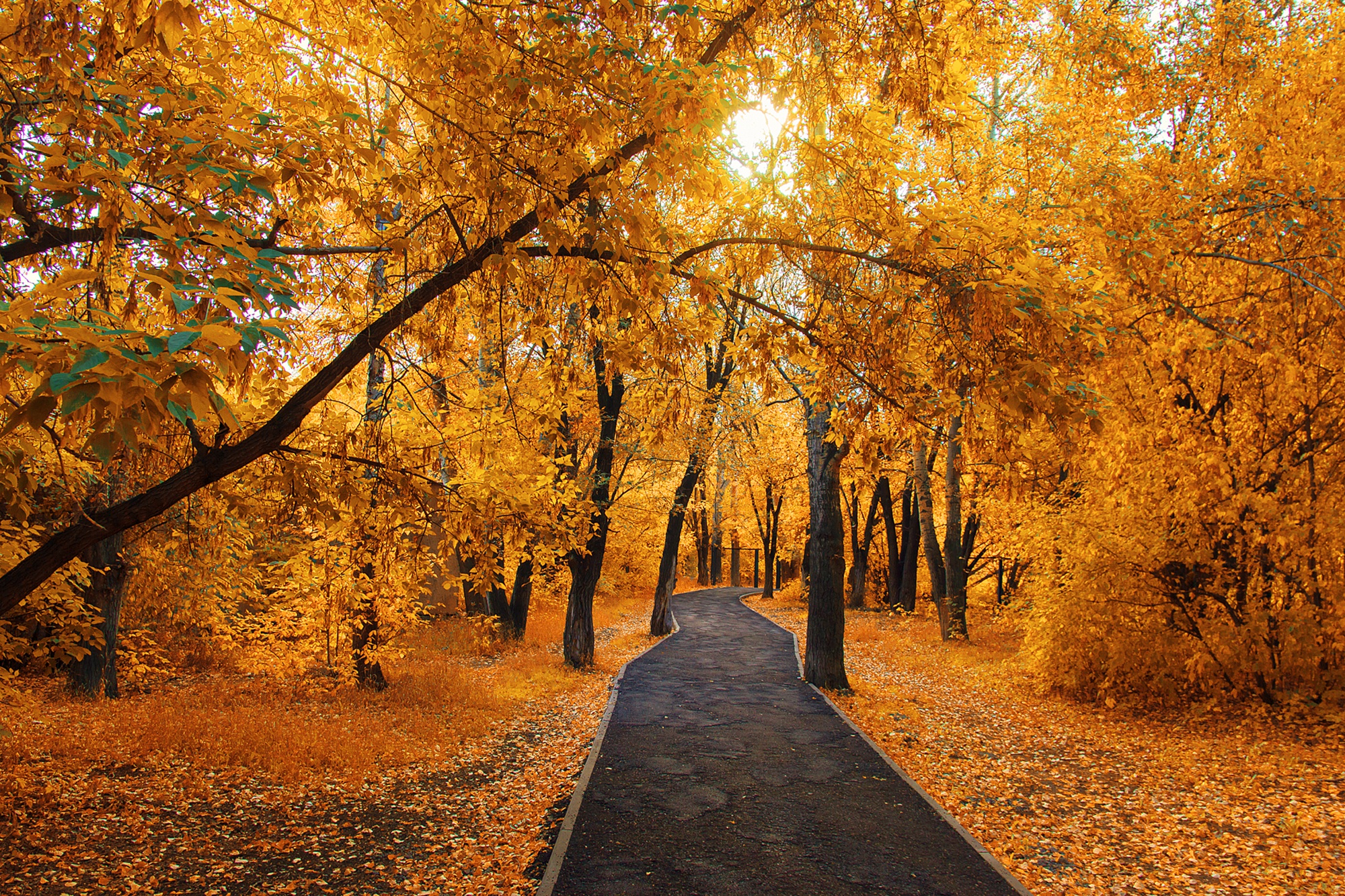Download Fall Nature Path HD Wallpaper
