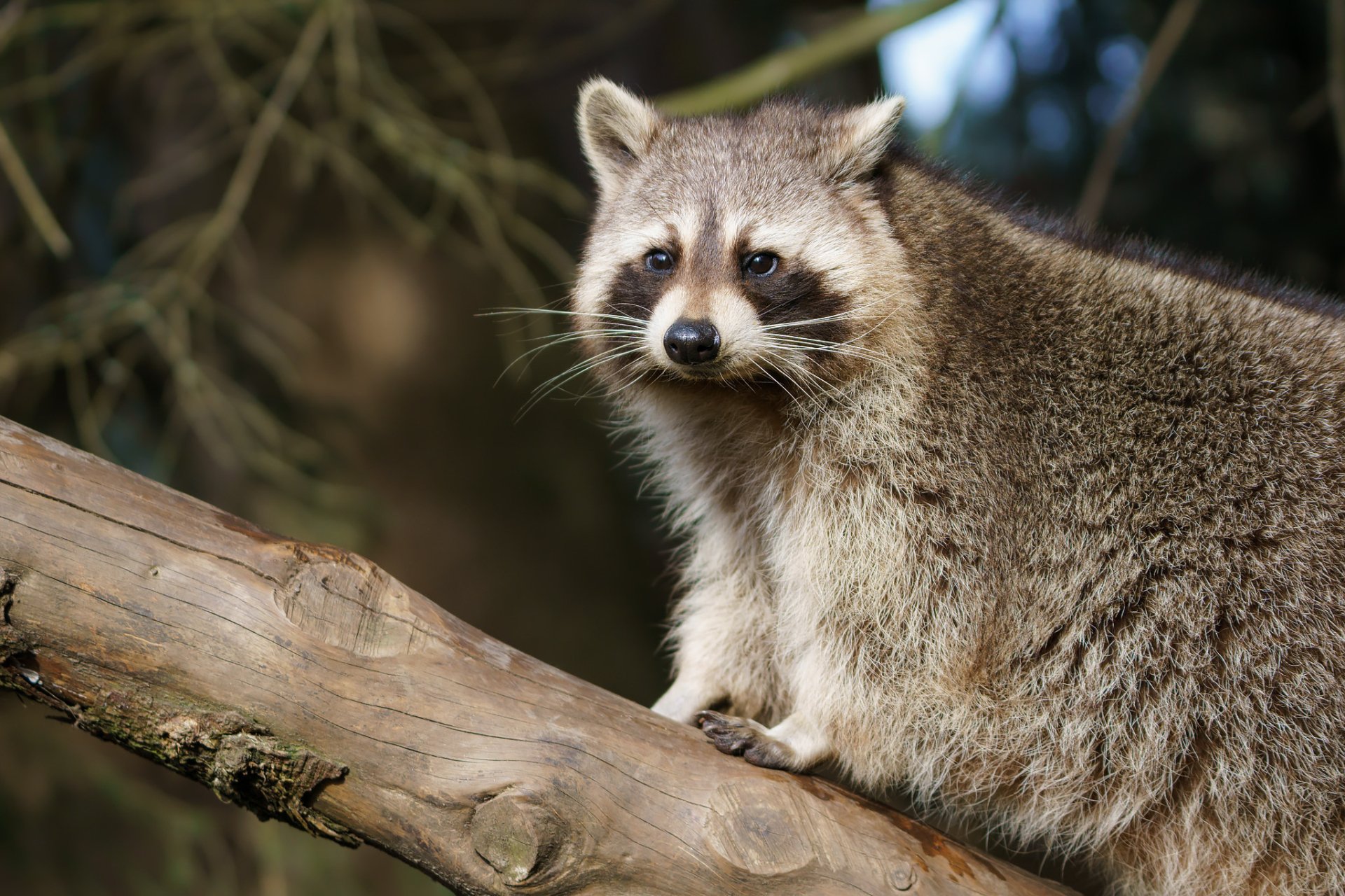 Download Animal Raccoon HD Wallpaper