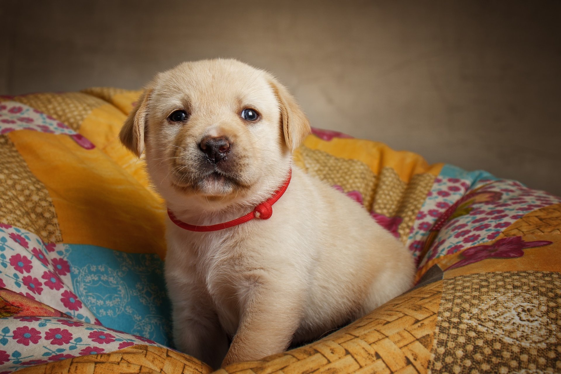 Download Baby Animal Dog Puppy Animal Labrador Retriever HD Wallpaper ...