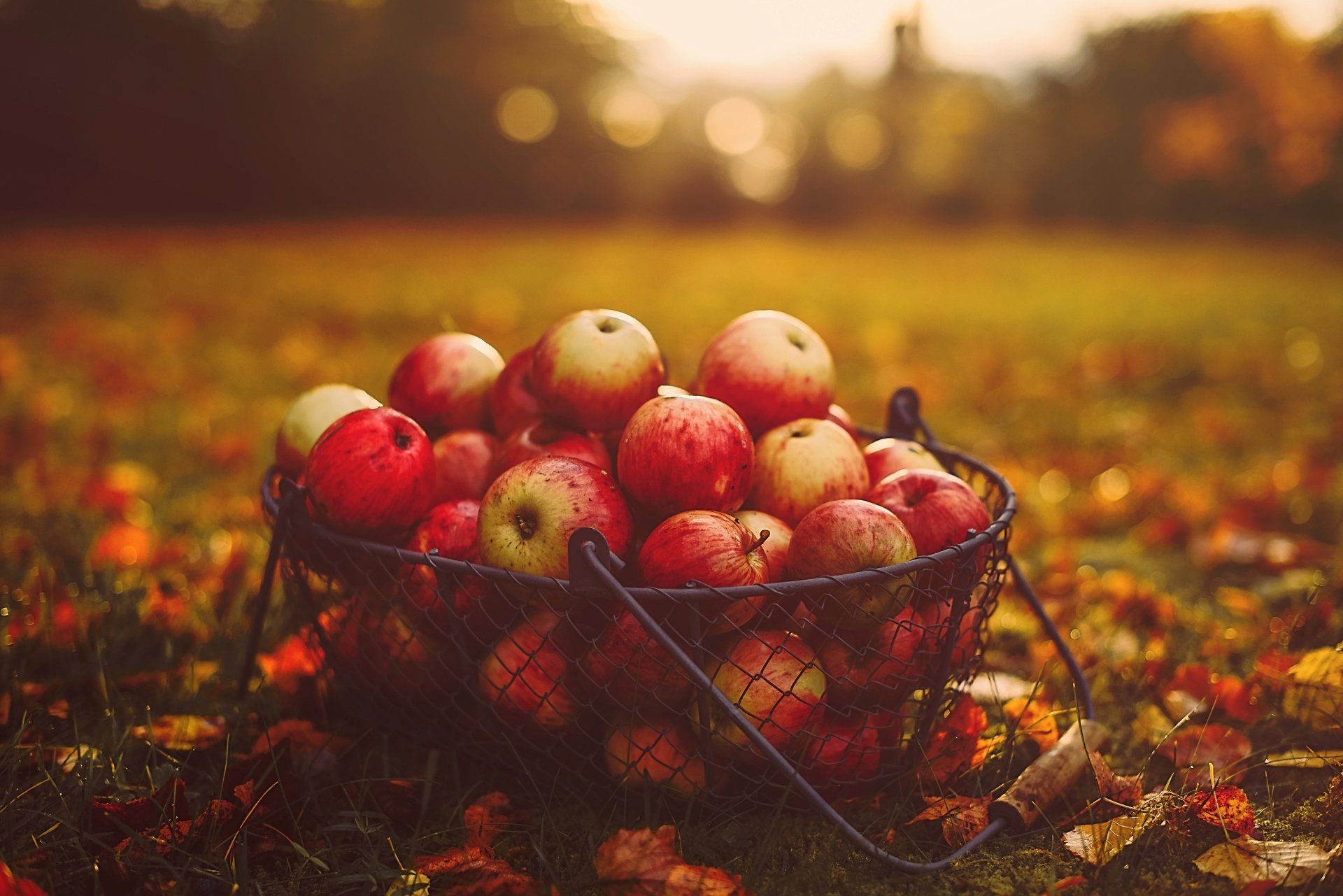 Download Fruit Depth Of Field Fall Food Apple 4k Ultra HD Wallpaper