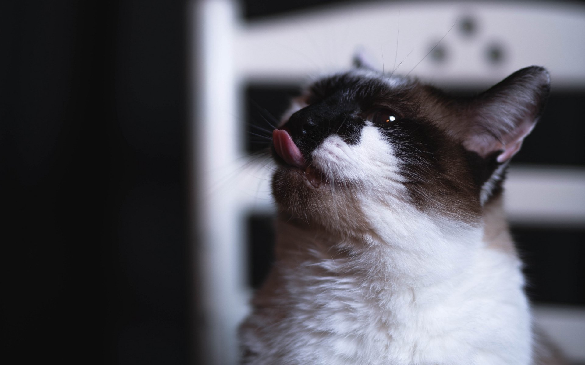 Download Animal Cat 4k Ultra HD Wallpaper | 3840x2400 | Wallpaper Abyss