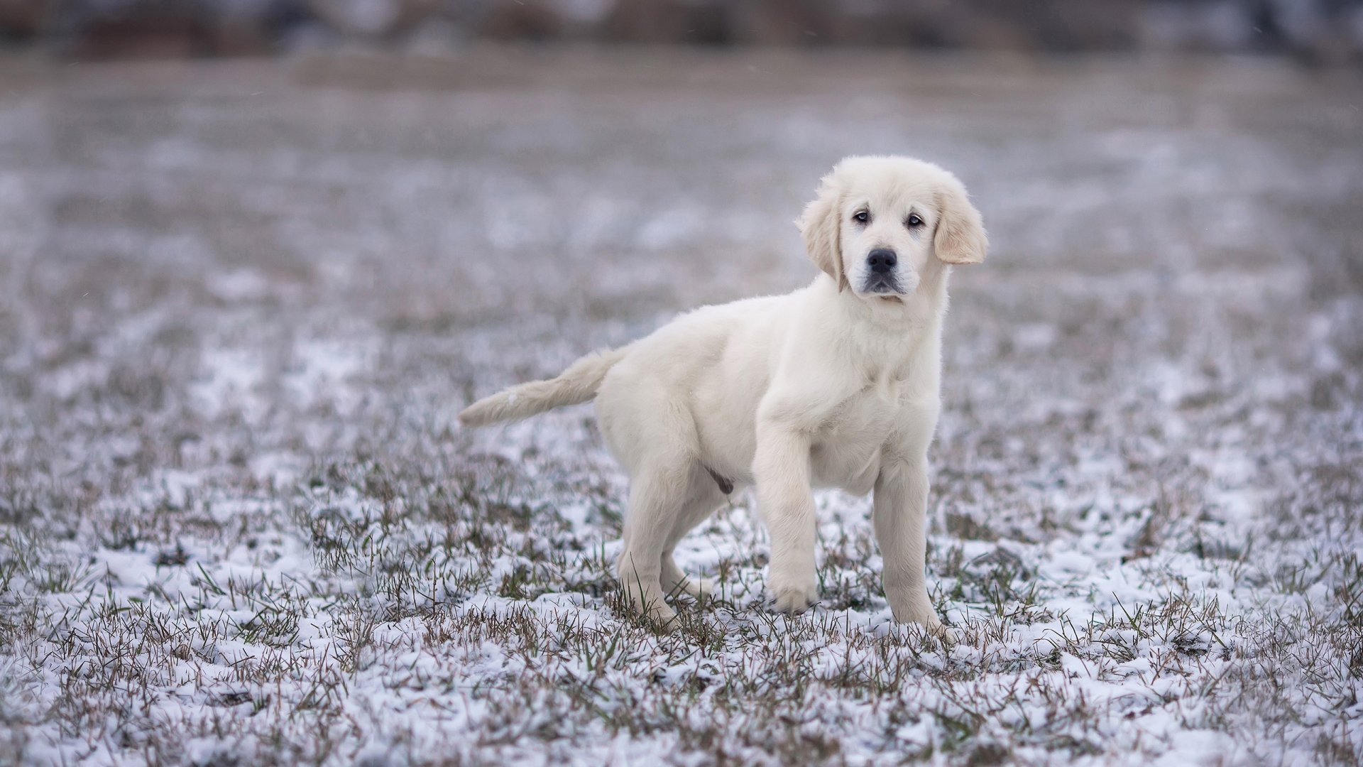 Download Puppy Baby Animal Dog Winter Animal Labrador Retriever HD ...