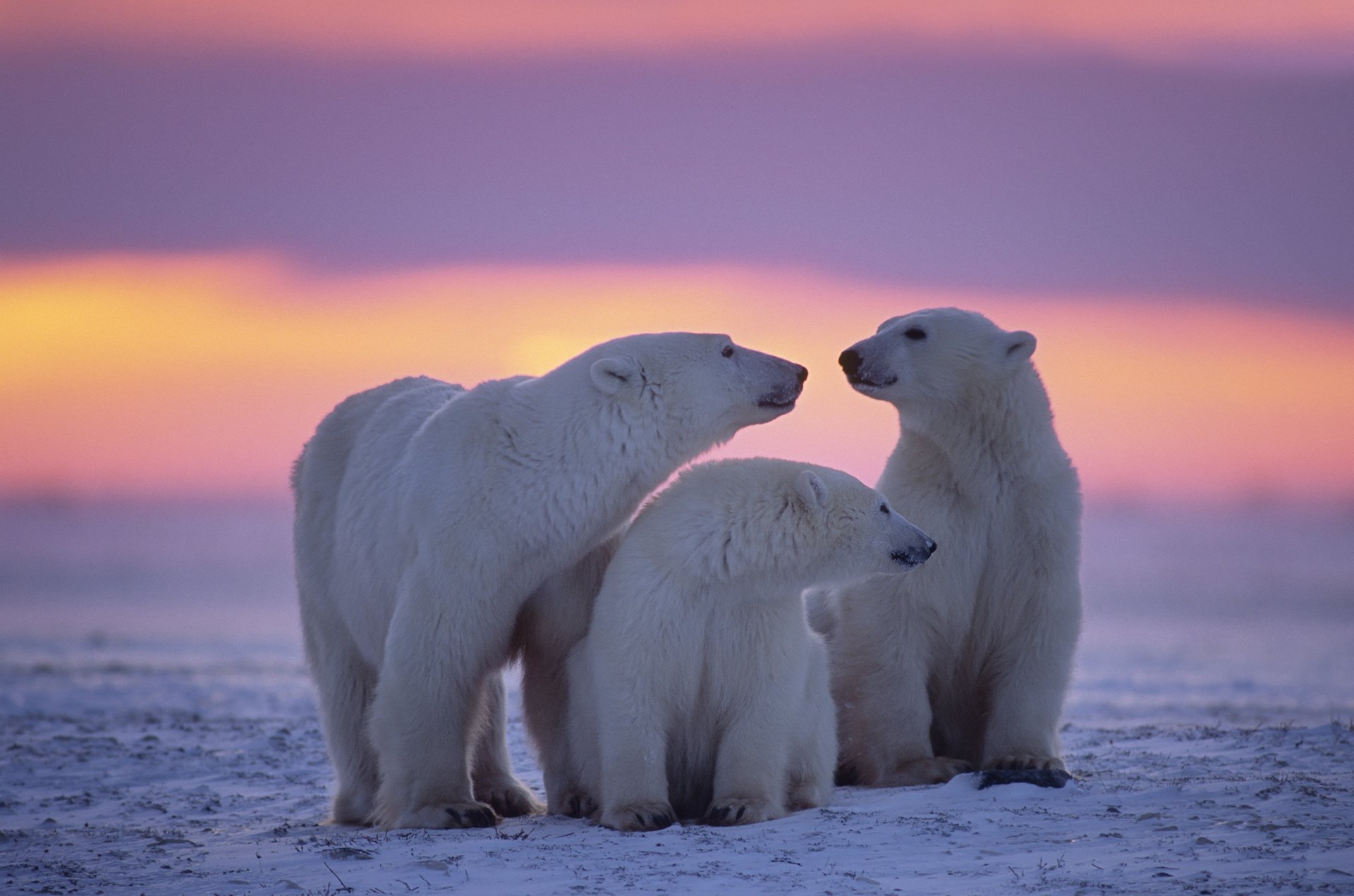 Download Sunset Snow Animal Polar Bear HD Wallpaper