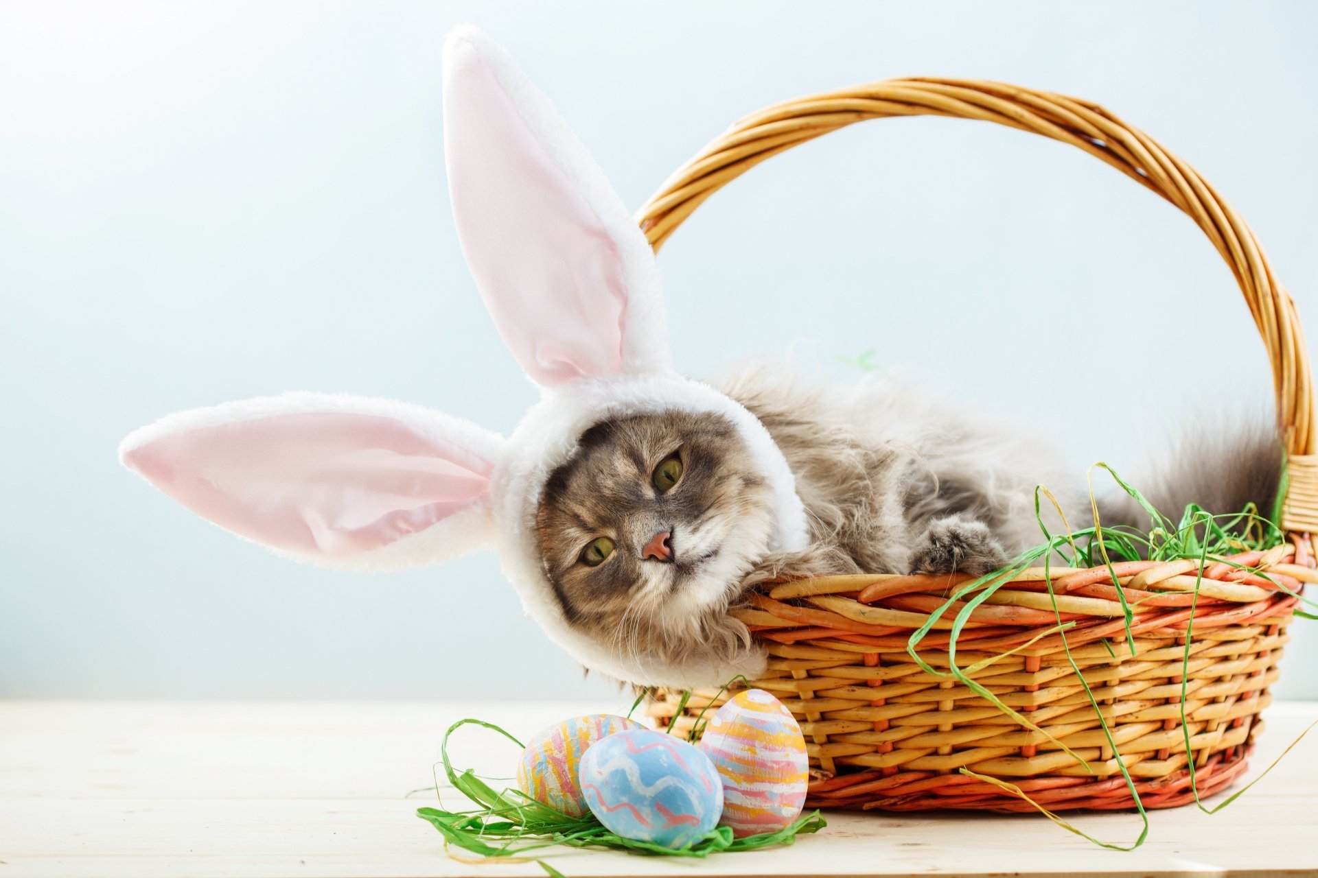 Download Easter Basket Animal Cat 4k Ultra HD Wallpaper