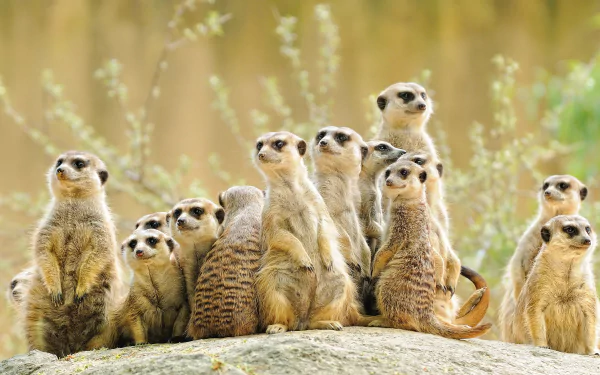 [20+] Meerkat 4k Wallpapers