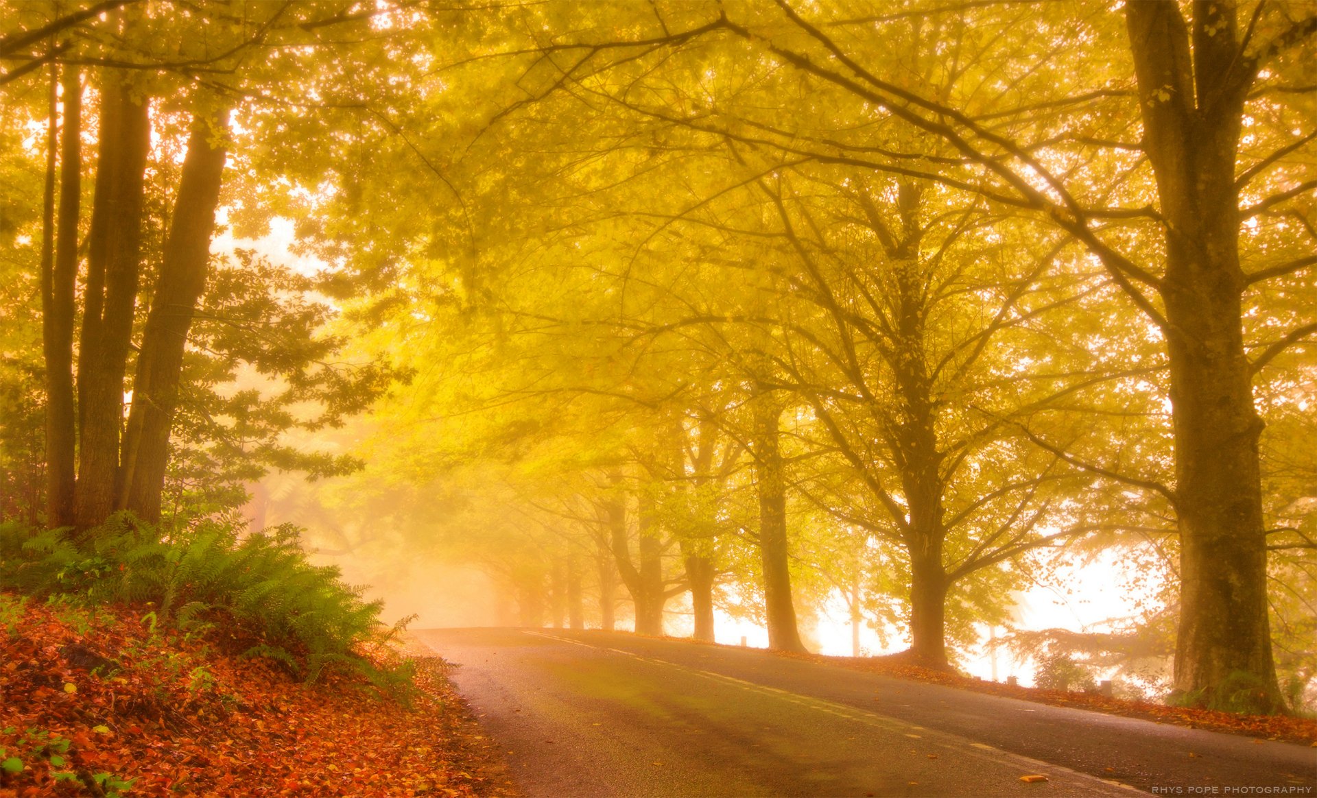 Misty Autumn Road by Rhys Pope