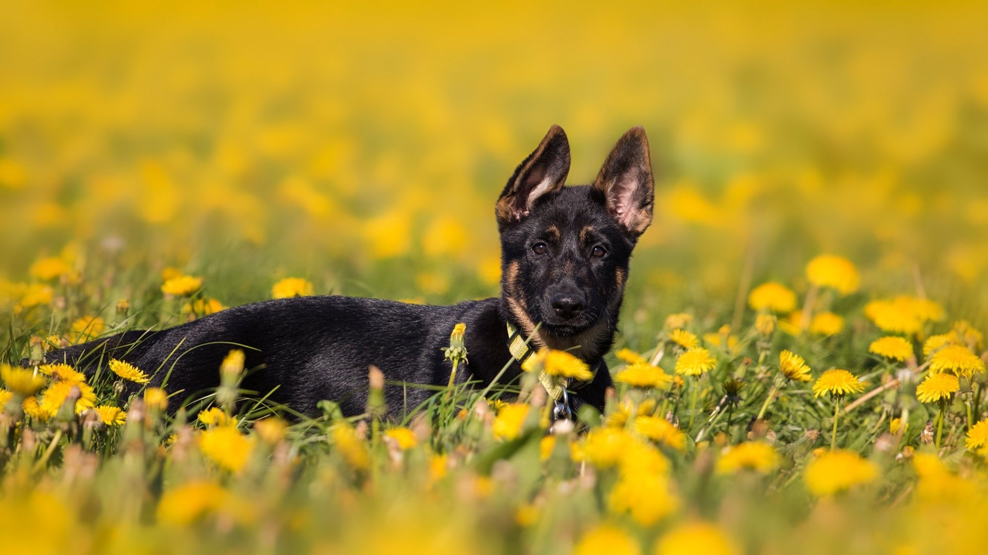 Animal German Shepherd HD Wallpaper