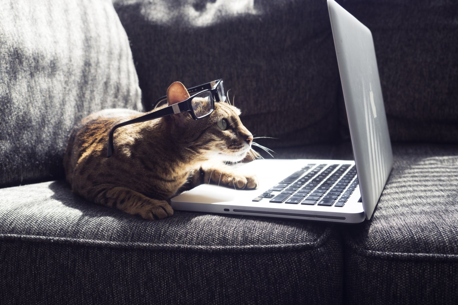 Laptop Cat in Glasses — HD Cozy Workspace Wallpaper