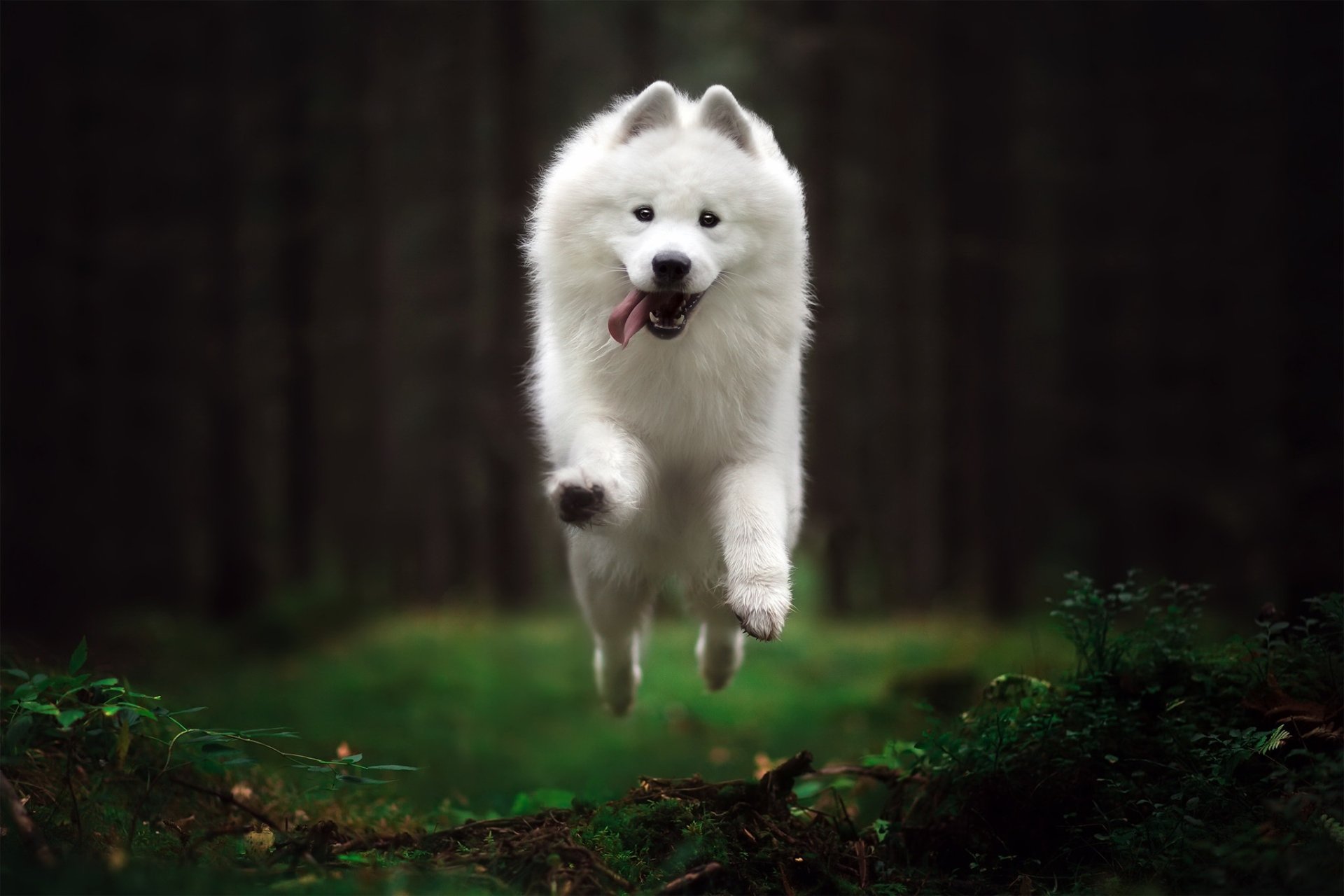 Download Depth Of Field Dog Animal Samoyed HD Wallpaper
