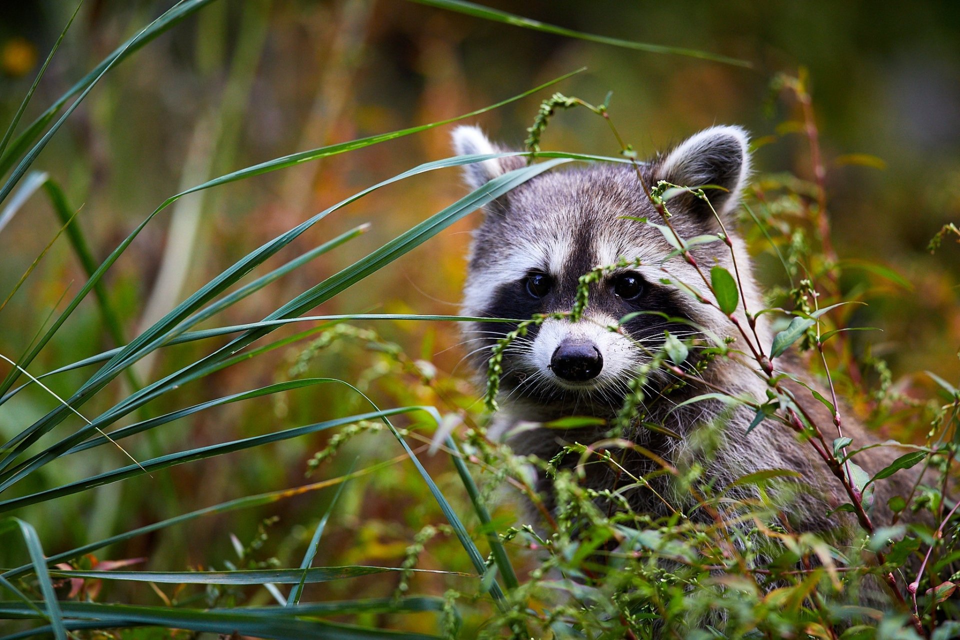 Download Animal Raccoon HD Wallpaper