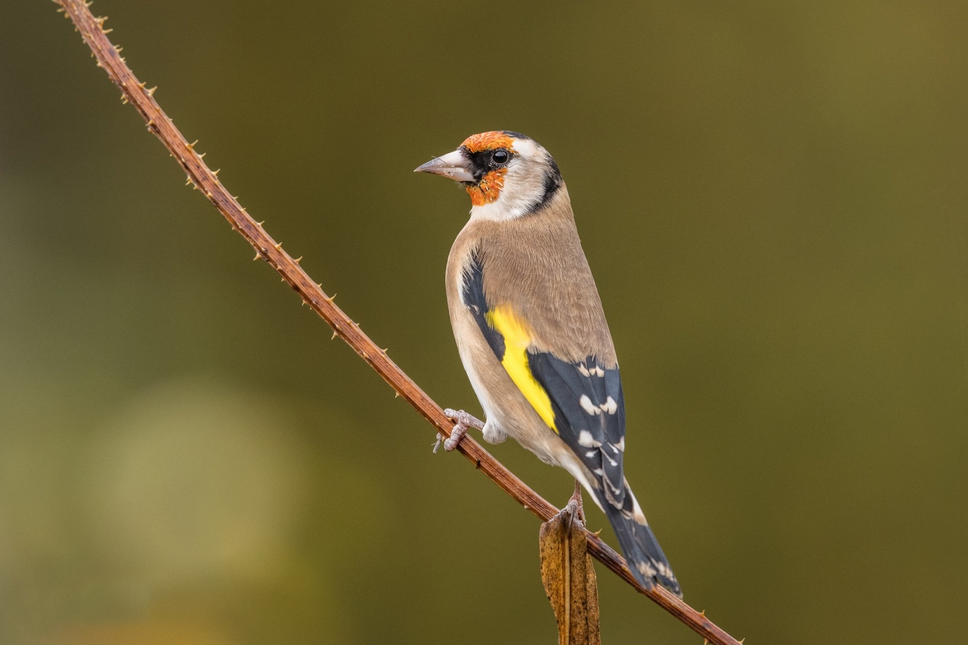 Download European Goldfinch Bird Animal Goldfinch HD Wallpaper
