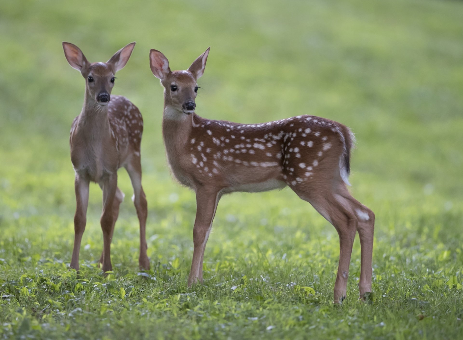 Twin Spotted Fawns — HD Deer Wallpaper | 2048x1505 | Wallpaper Abyss