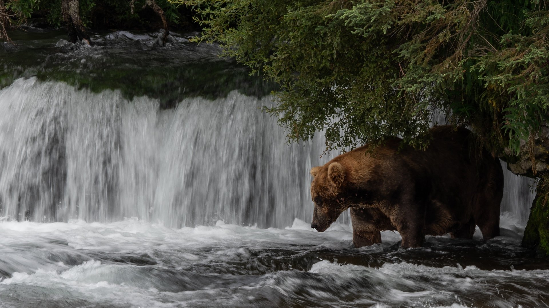 Download Wallpaper Bear Waterfall