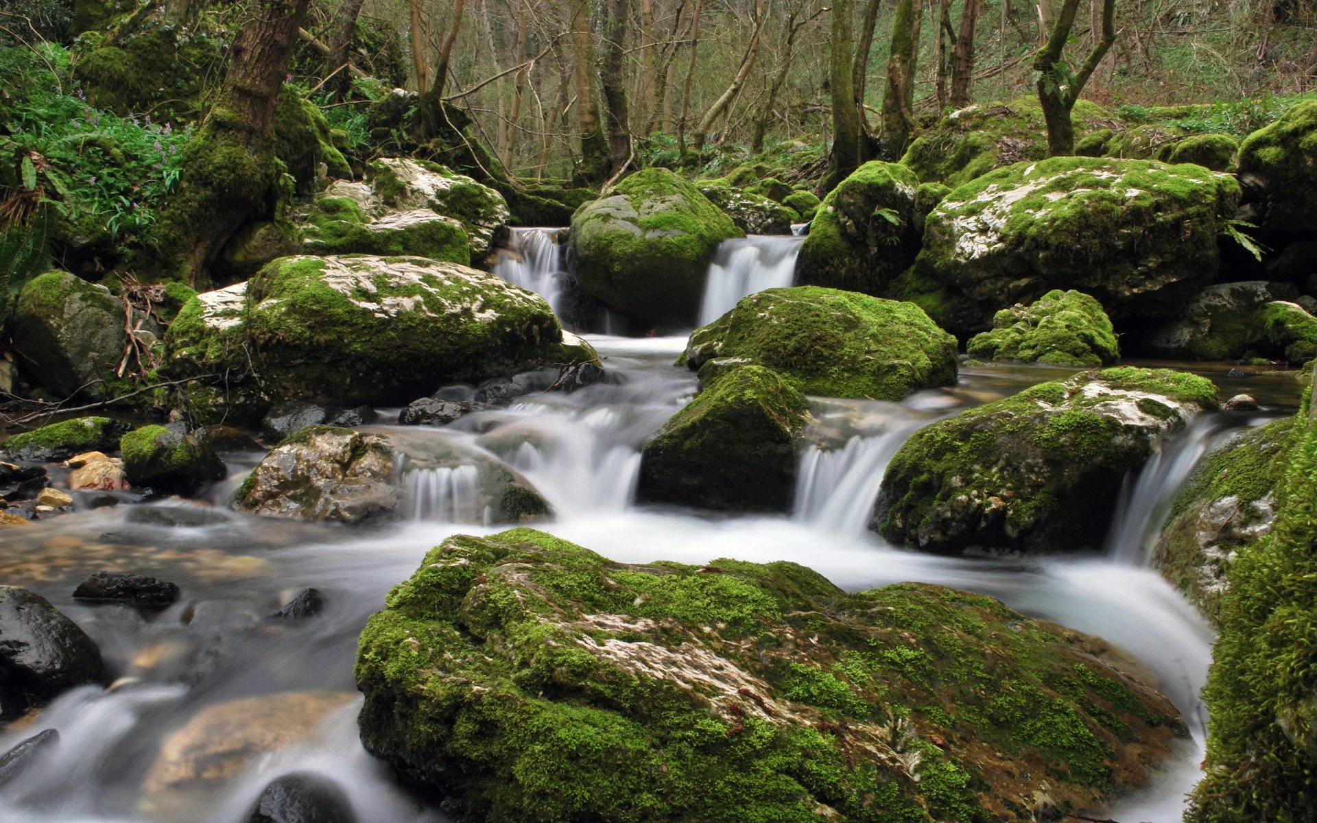 Serene Forest Stream: Lush Green Moss in HD Nature Bliss by Blues 81 ...