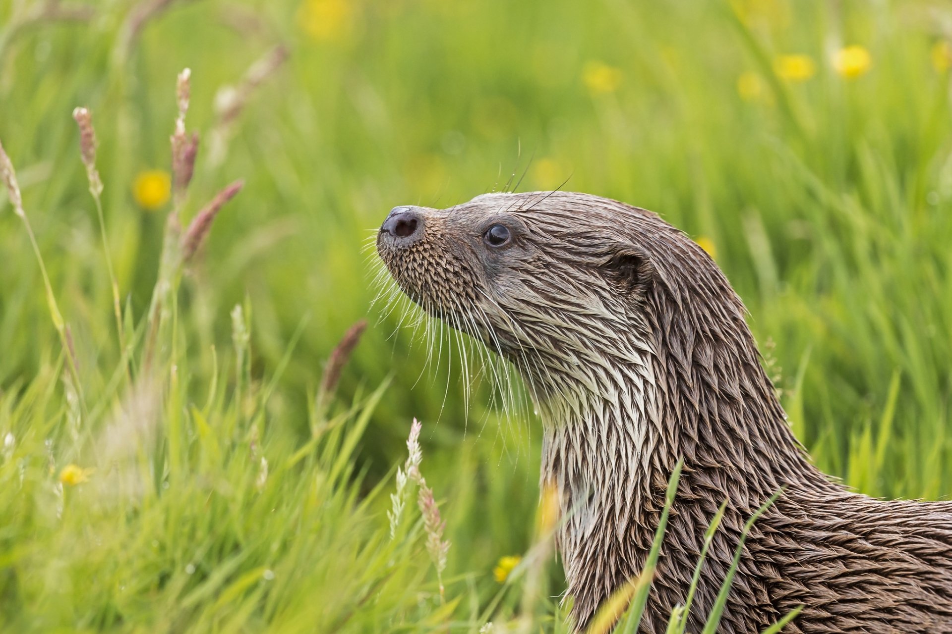 Download Animal Otter HD Wallpaper