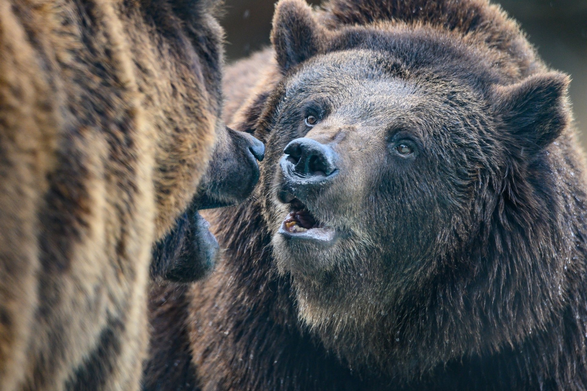 Download Animal Bear HD Wallpaper | 2000x1331 | Wallpaper Abyss