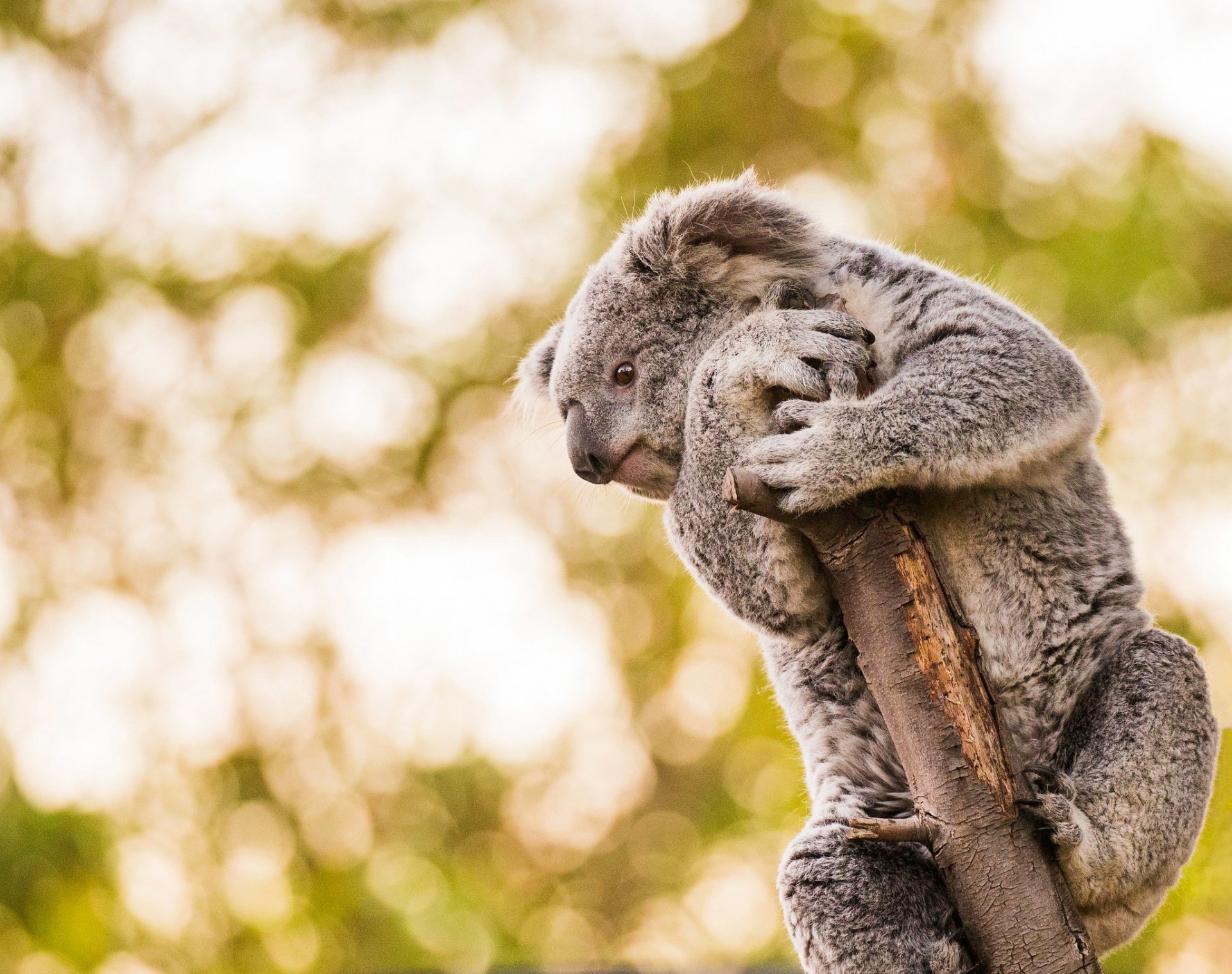 HD Bokeh Koala: Serene Wildlife Wallpaper | 2047x1618 | Wallpaper Abyss