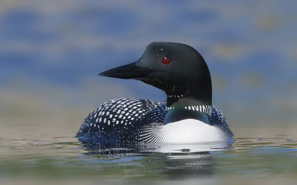 Download Common Loon Animal Loon 4k Ultra HD Wallpaper by Jeremy Hynes
