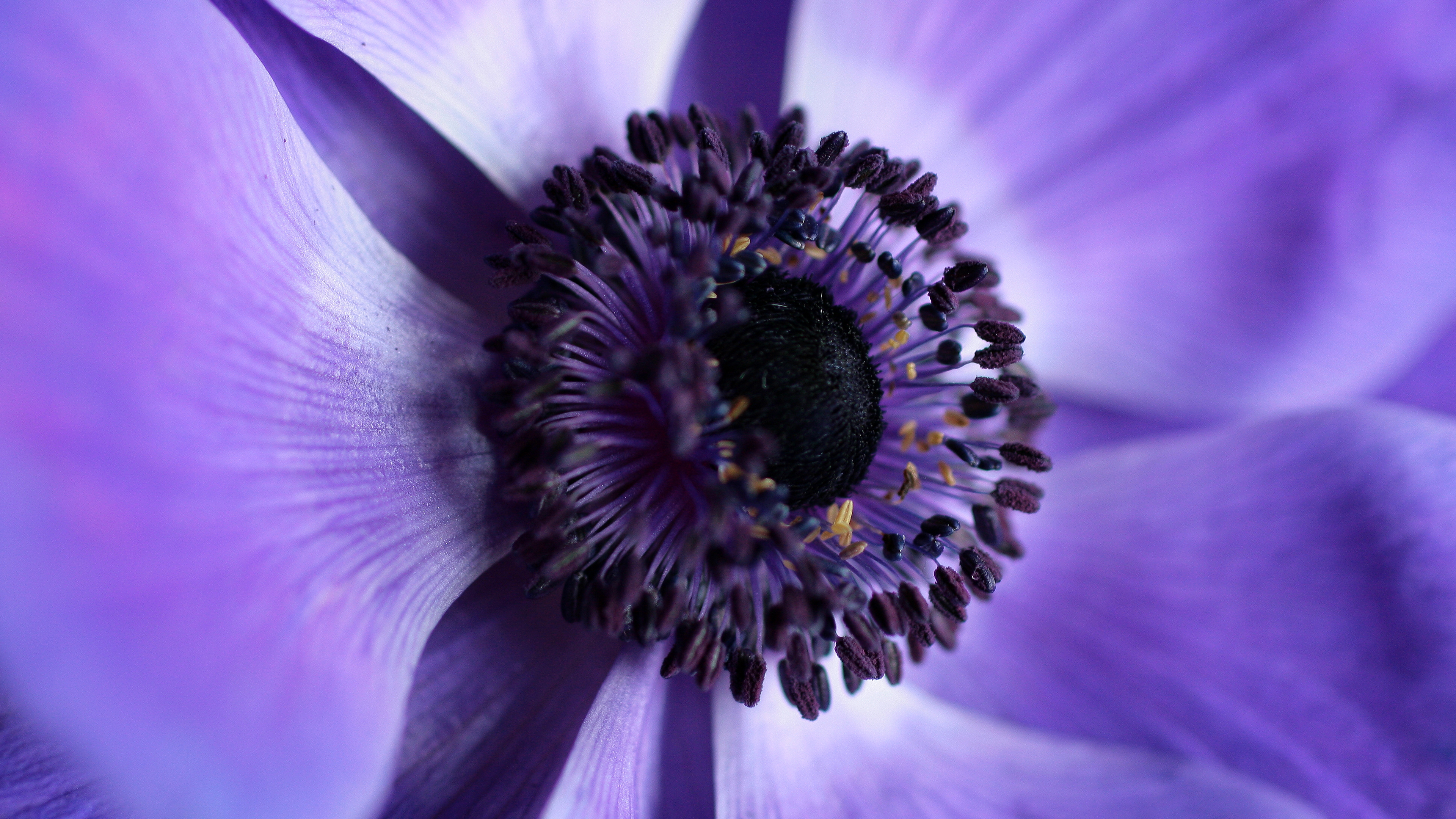 Download Macro Nature Flower 4k Ultra HD Wallpaper by SLR Jester