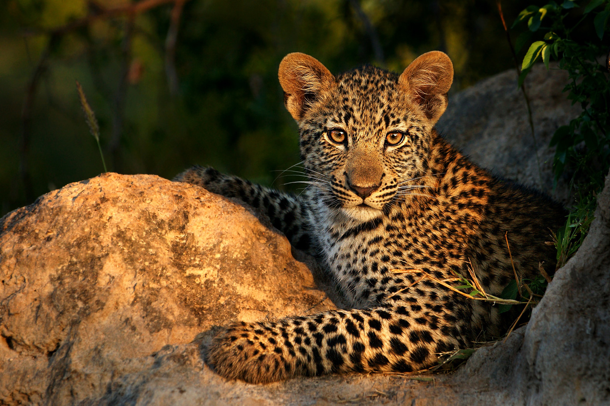 Download Cub Baby Animal Animal Leopard HD Wallpaper