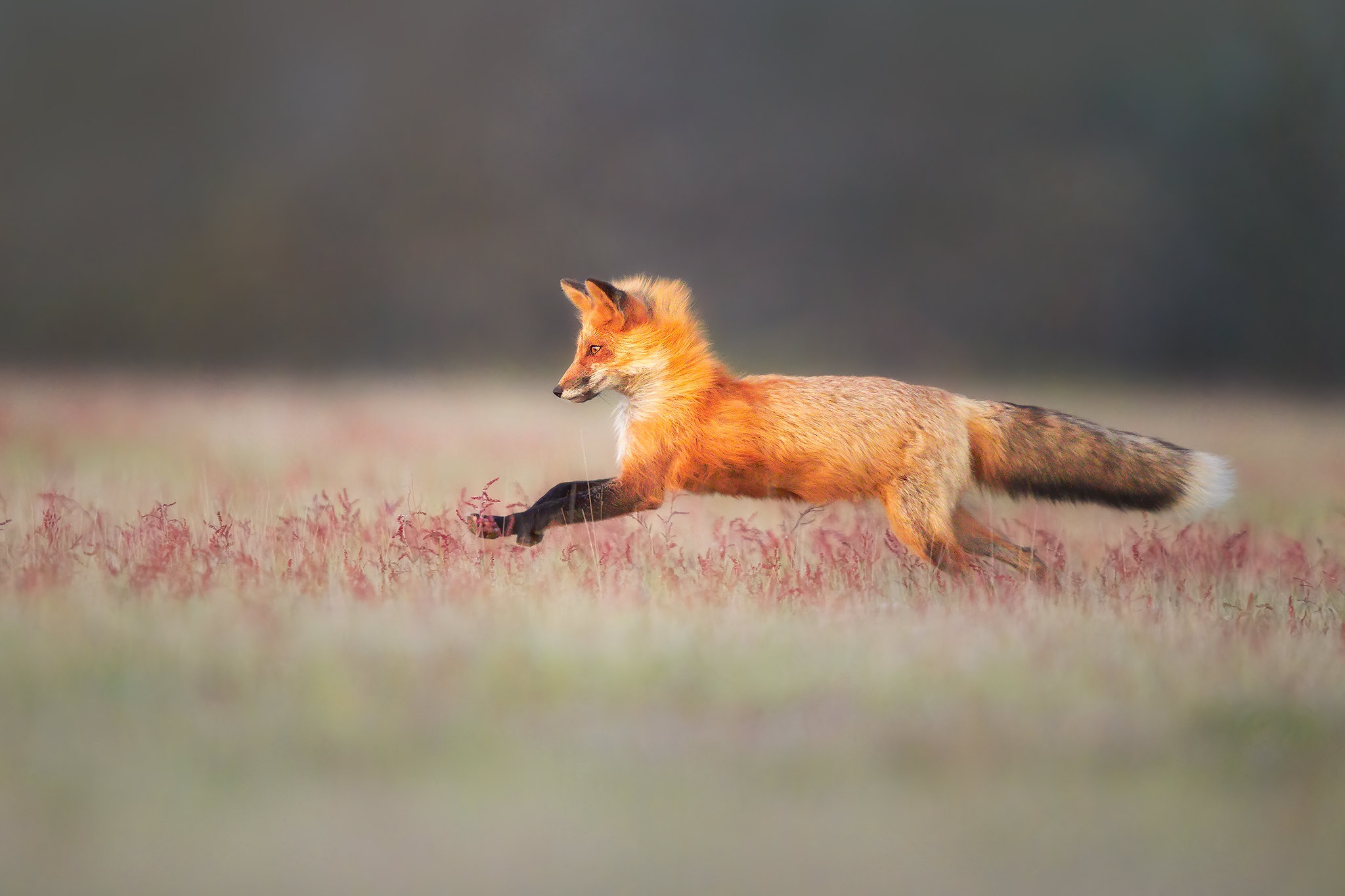 Download Depth Of Field Animal Fox HD Wallpaper