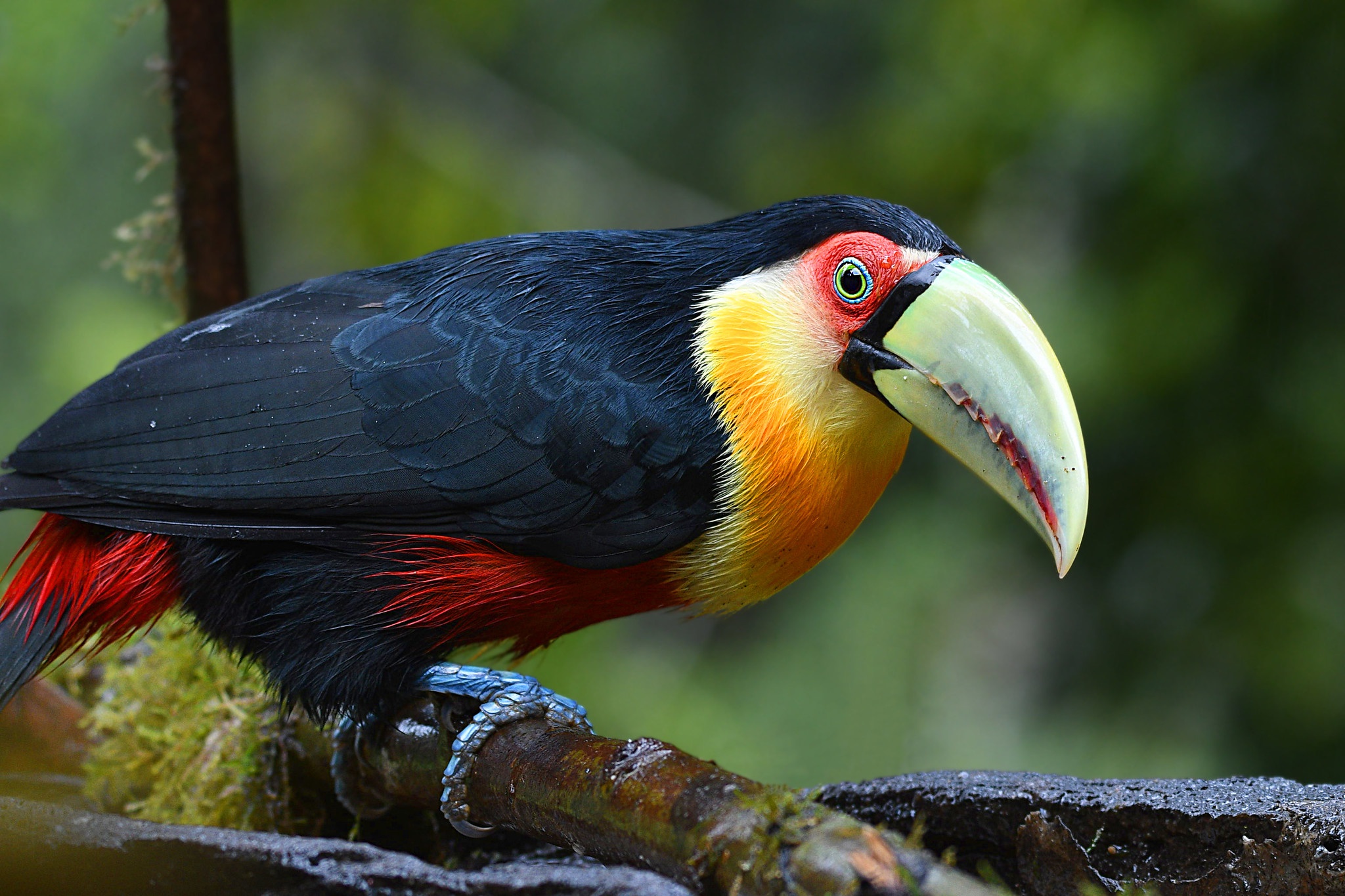 Toucan HD Wallpaper