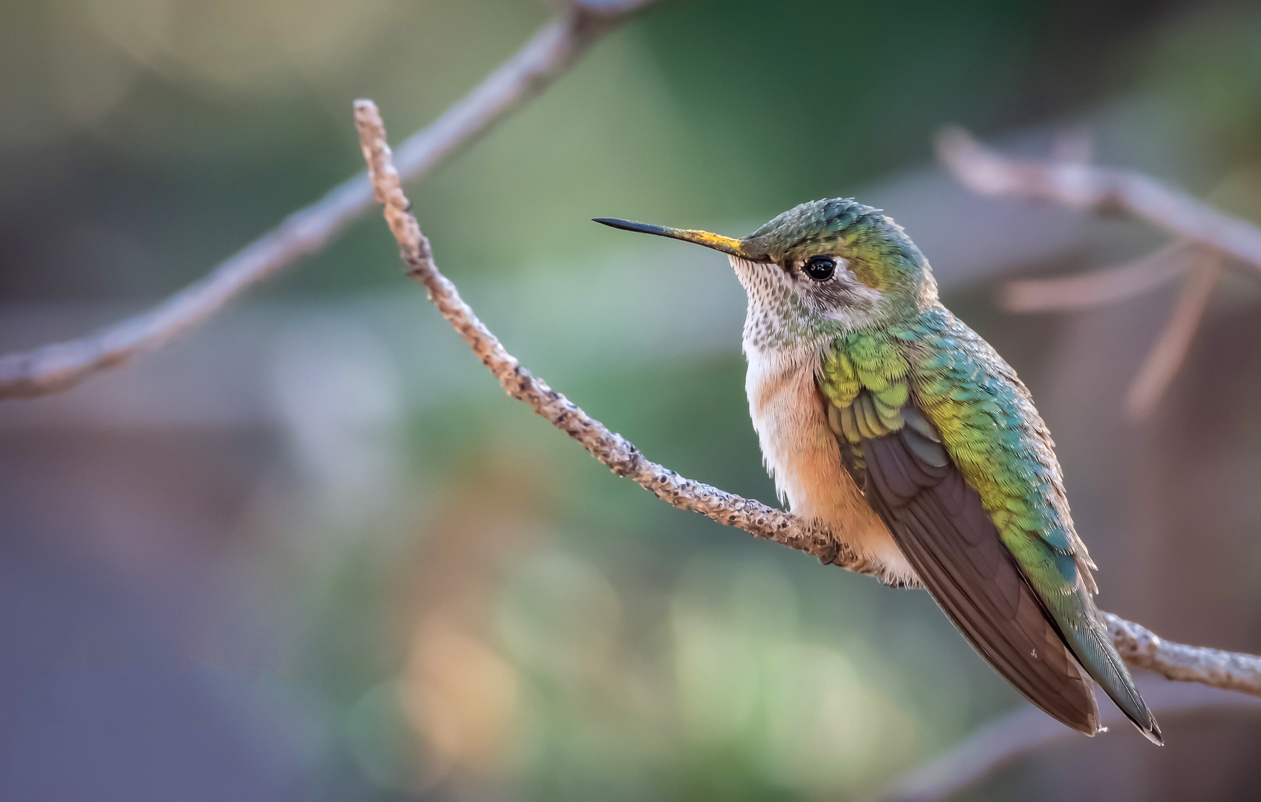 Hummingbird Hd Images