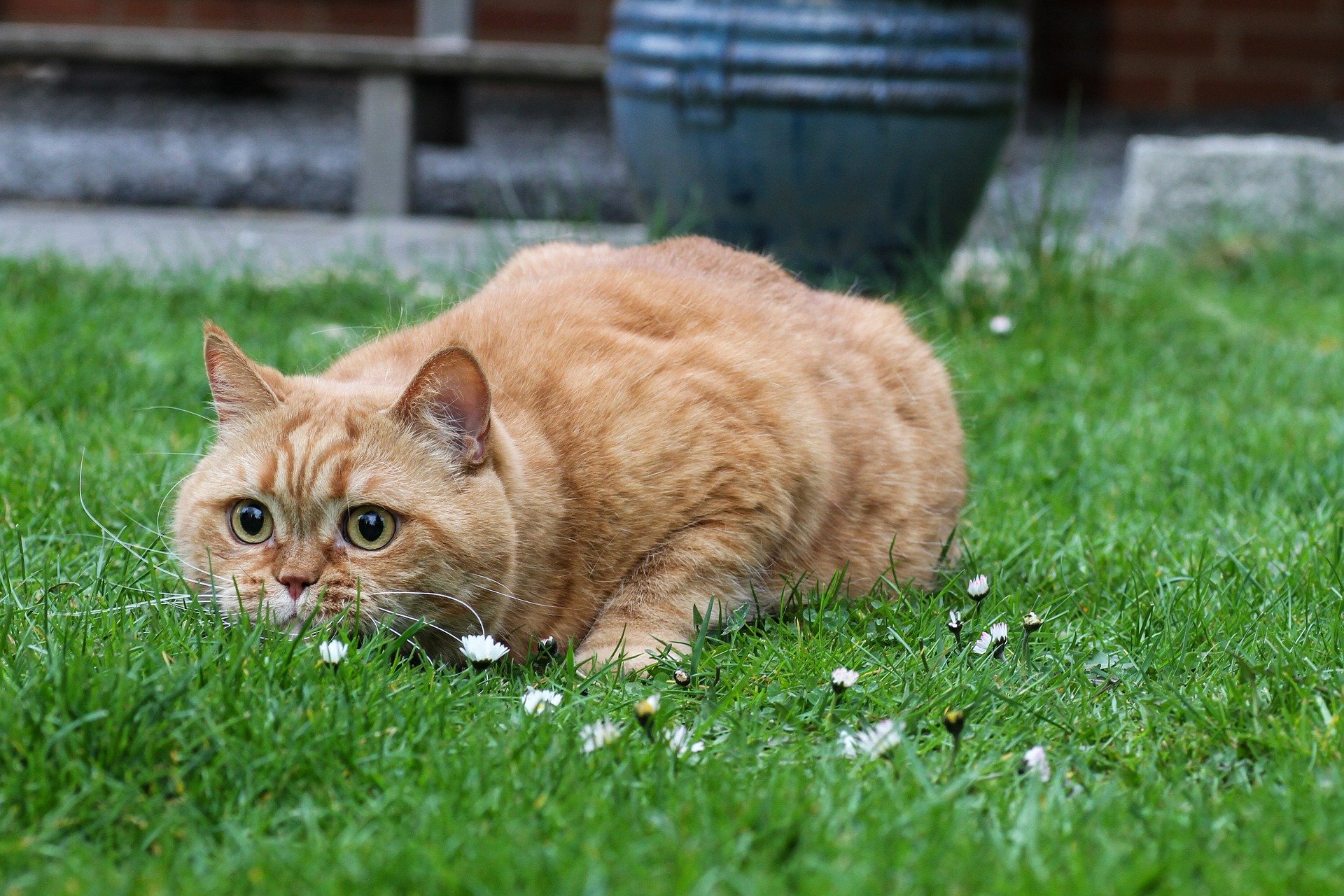 Download Grass Animal Cat HD Wallpaper