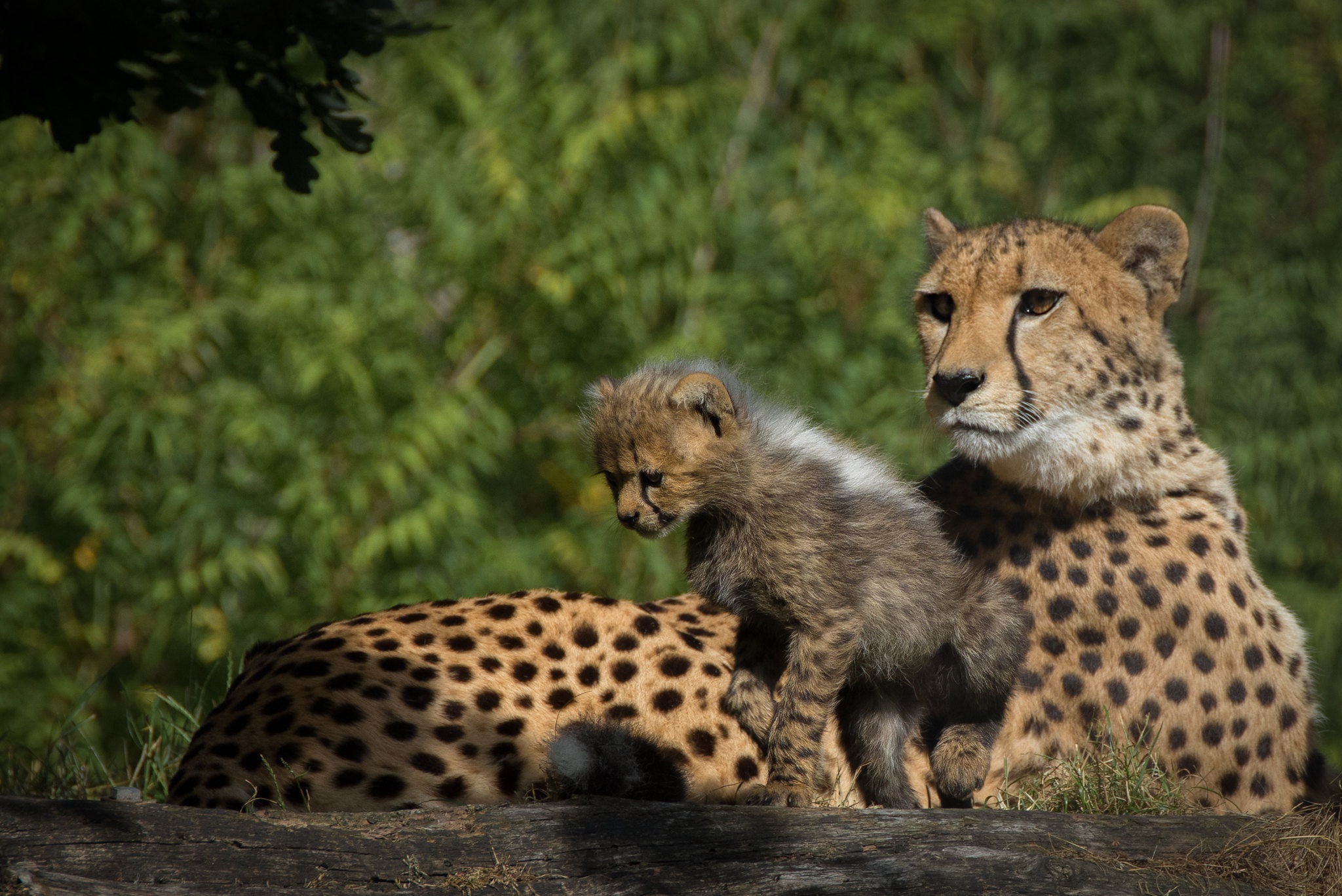 Download Cub Baby Animal Animal Cheetah HD Wallpaper