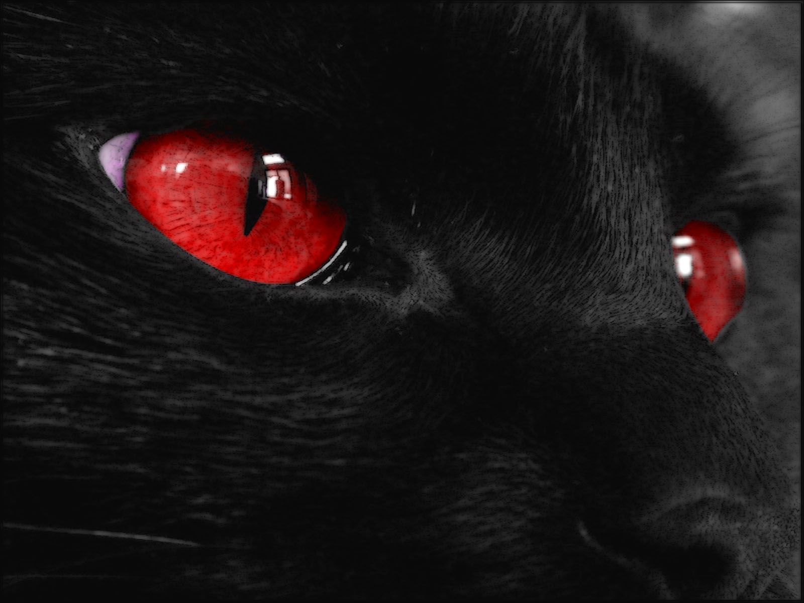 Nocturnal Gaze - Black Cat 4K Ultra HD Wallpaper by Phaethon