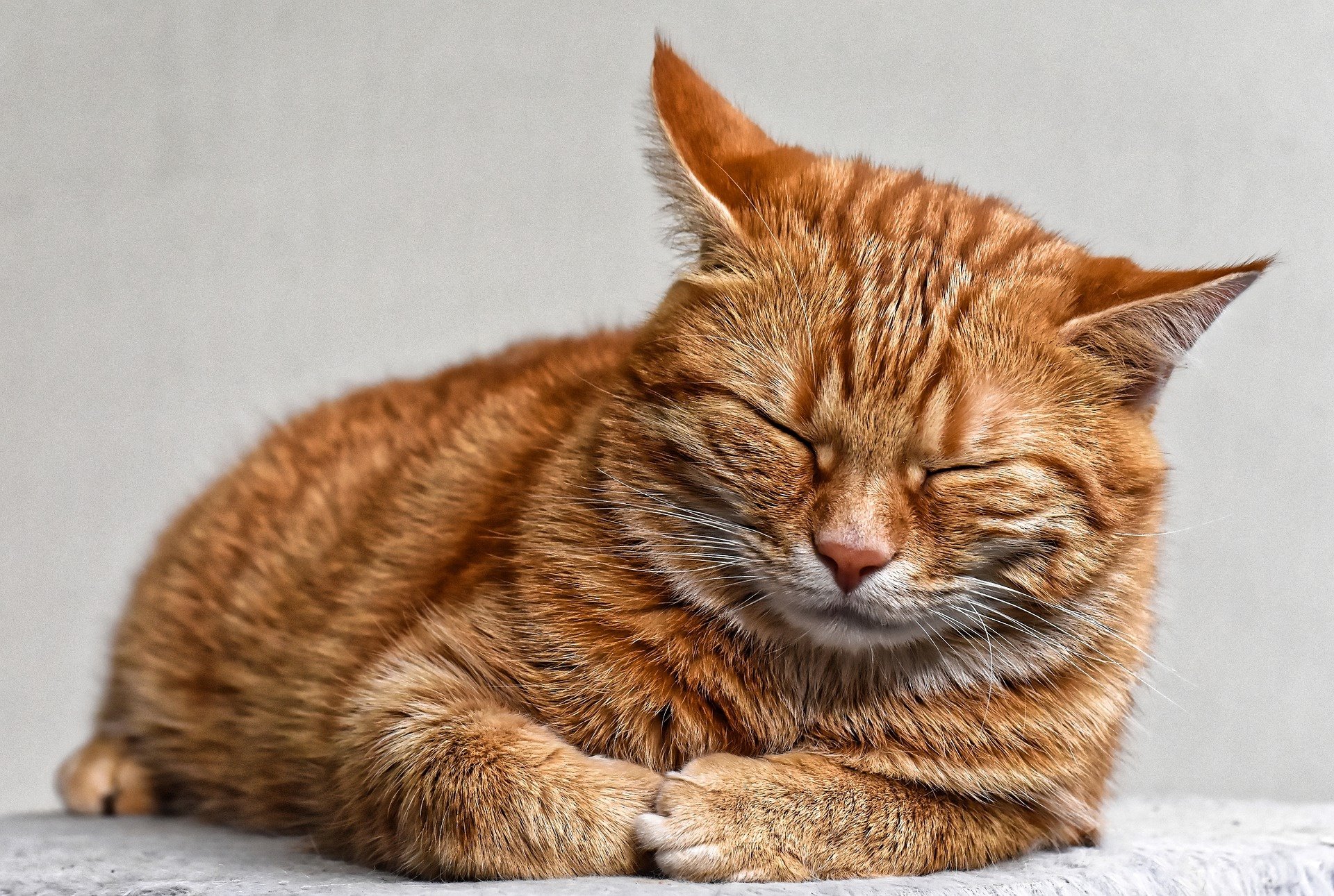 Download Sleeping Animal Cat HD Wallpaper