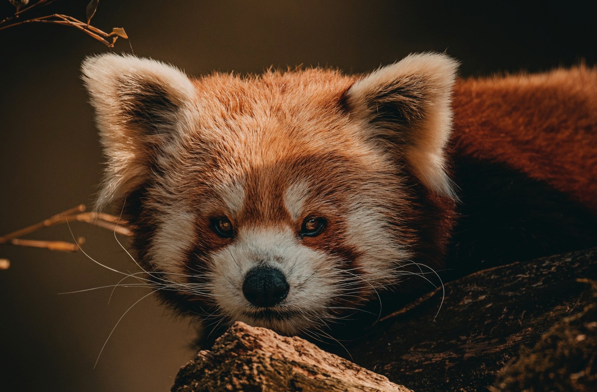 Download Animal Red Panda HD Wallpaper