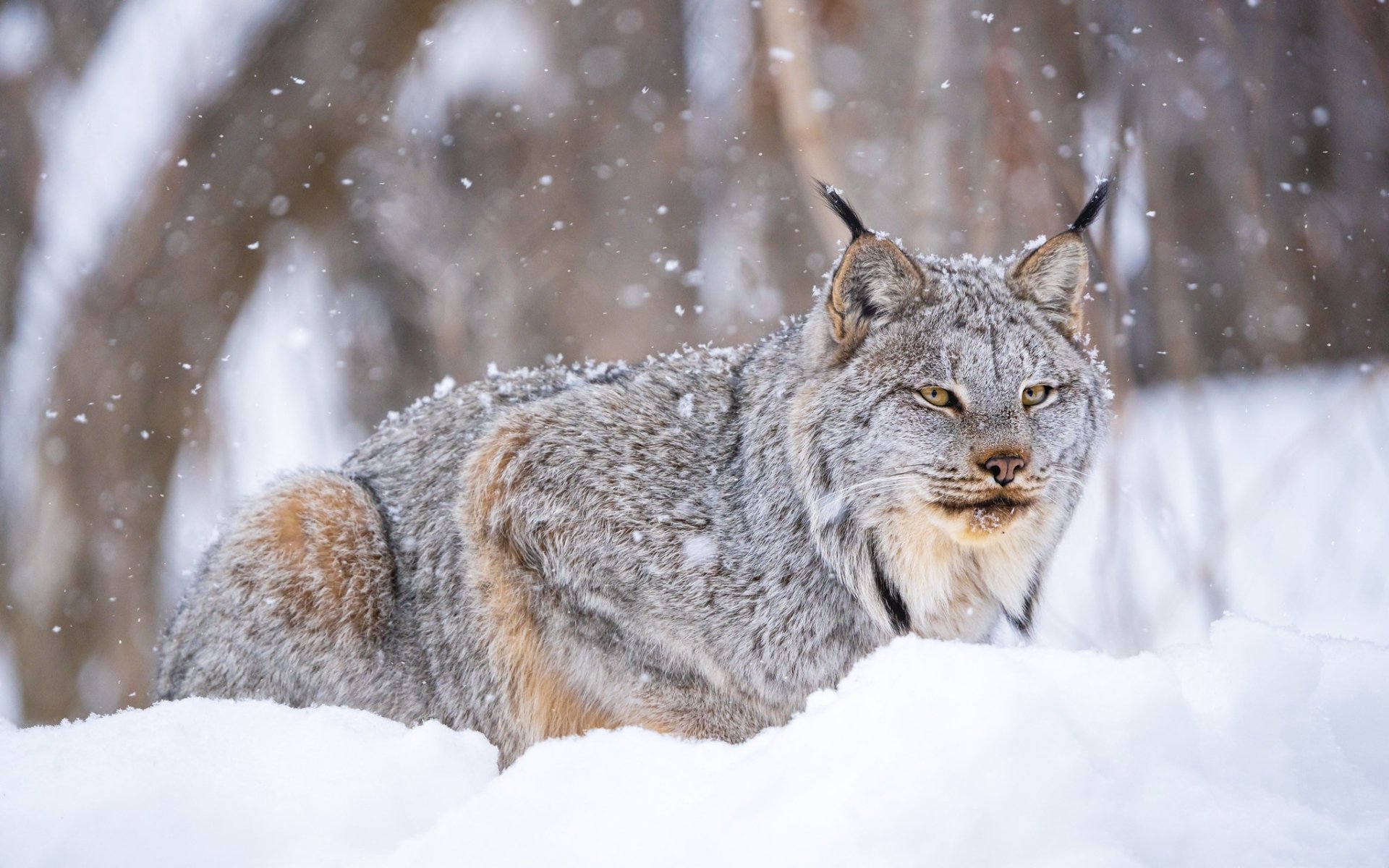 Download Snow Winter Animal Lynx HD Wallpaper