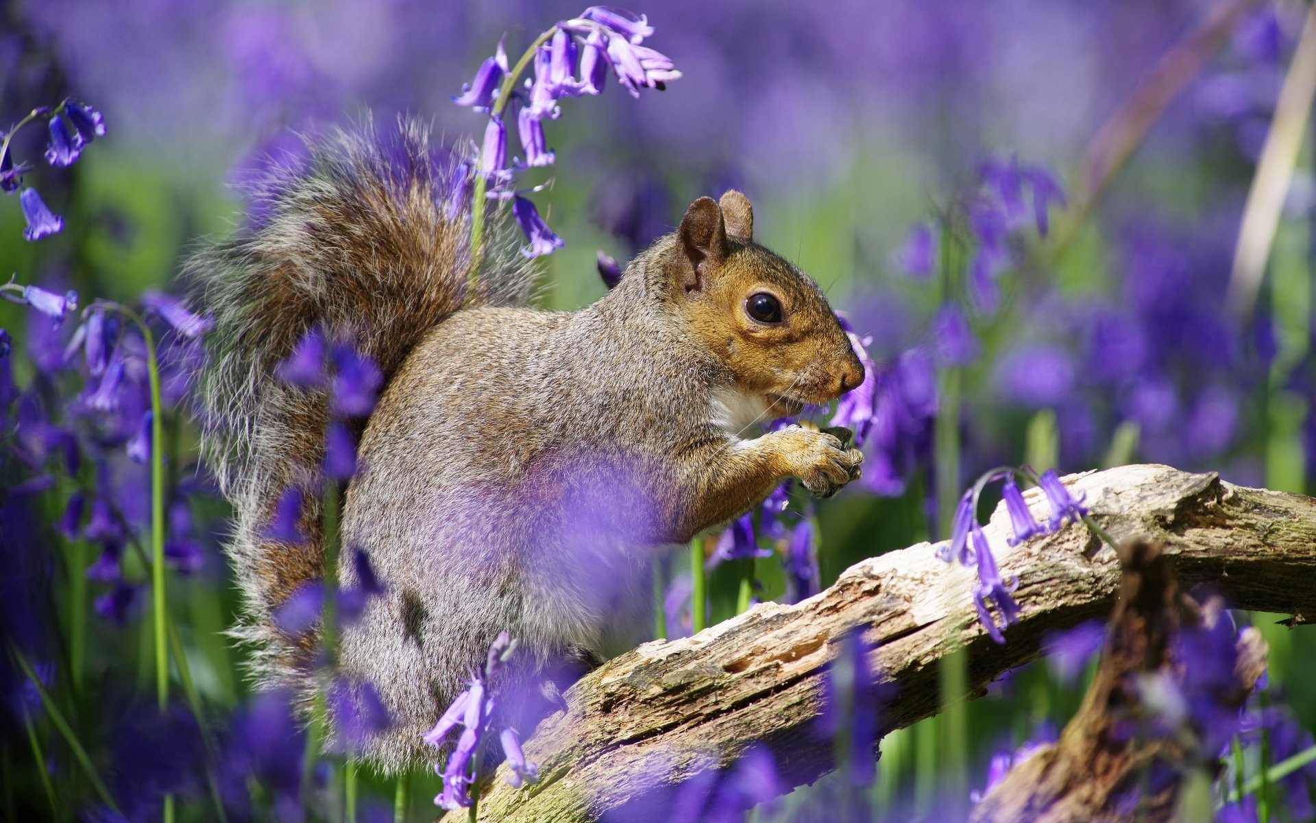 Download Purple Flower Flower Rodent Animal Squirrel 4k Ultra HD Wallpaper