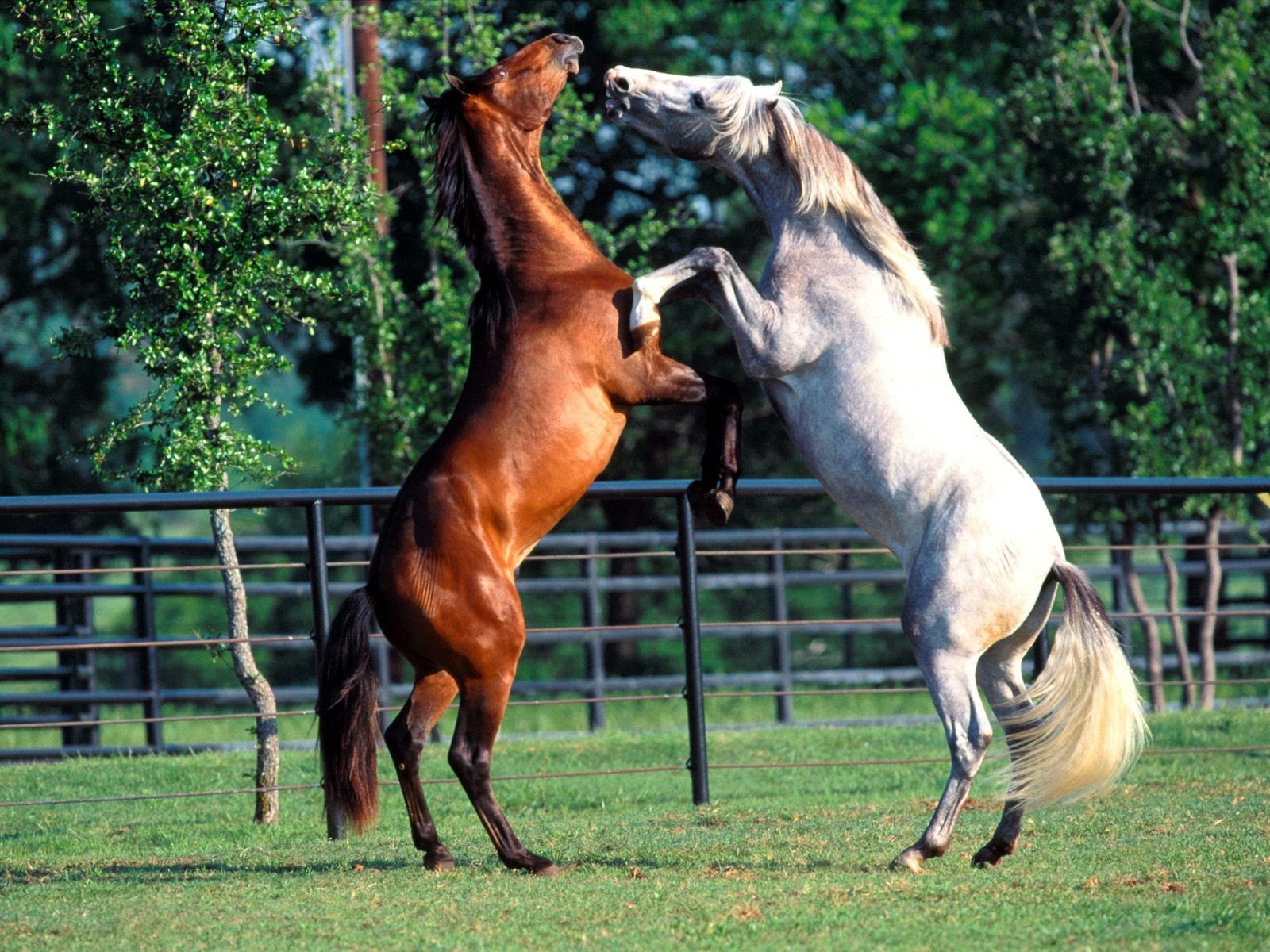 Dynamic Duel: Stunning HD Wallpaper of Horses